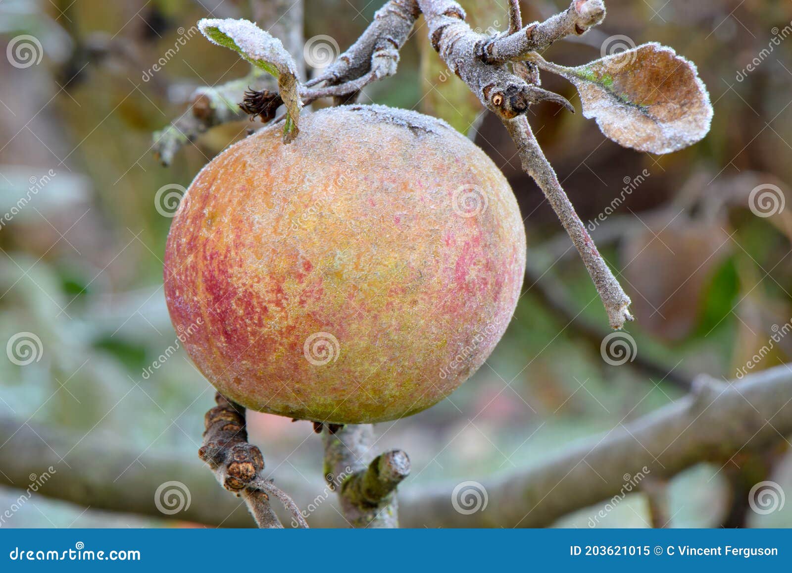 Frosted Apple 03 stock image. Image of bitten, eaten - 203621015