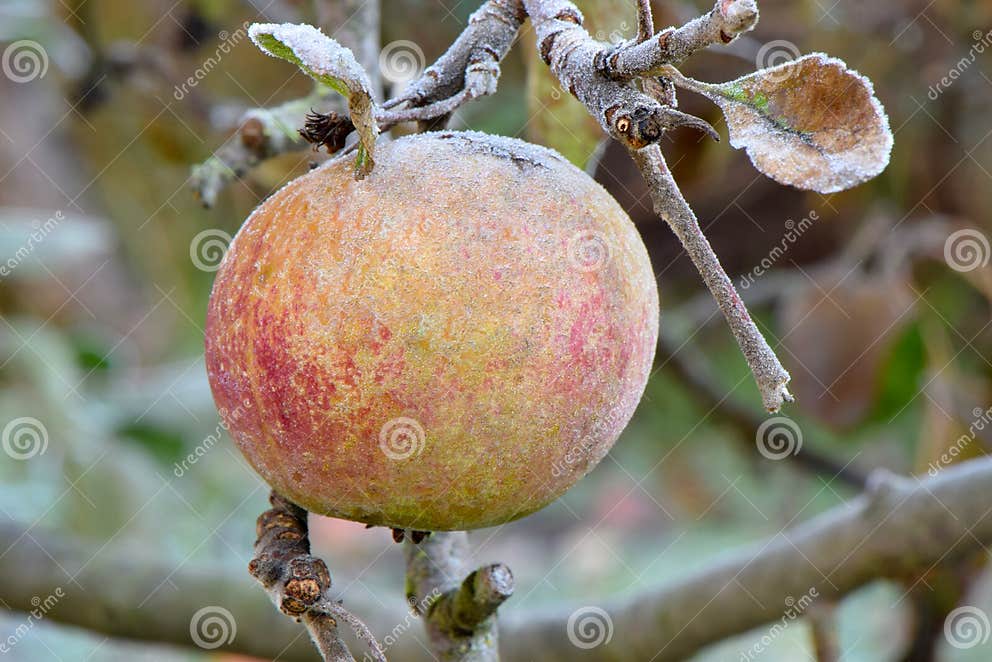 Frosted Apple 03 stock image. Image of bitten, eaten - 203621015