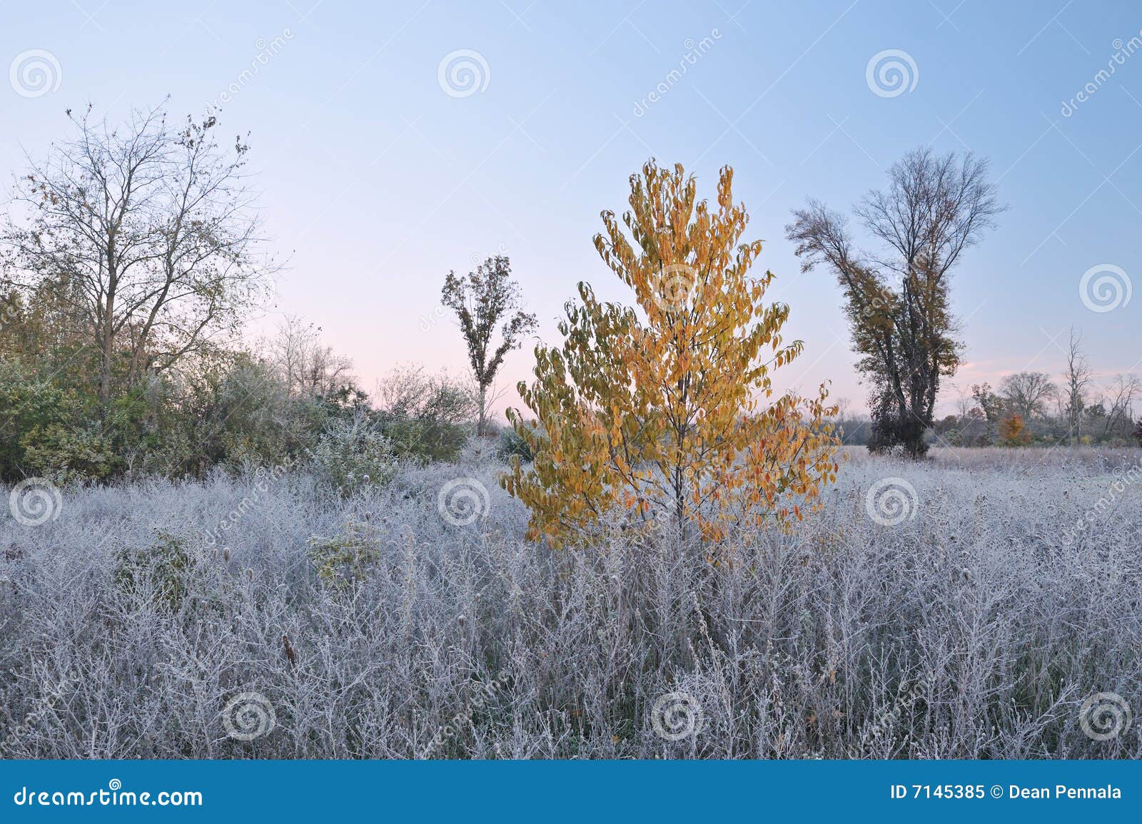 Frosted Autumn Meadow stock image. Image of fort, michigan - 7145385