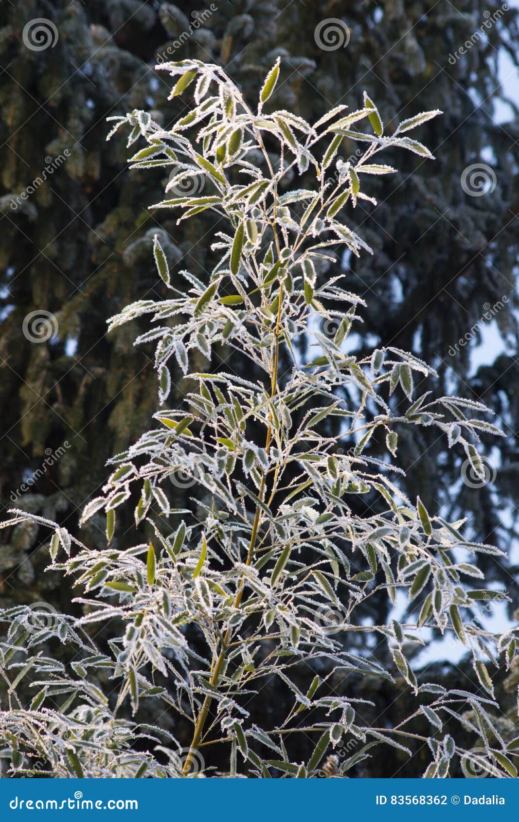 Frosted bamboo in winter. stock photo. Image of outdoor - 83568362