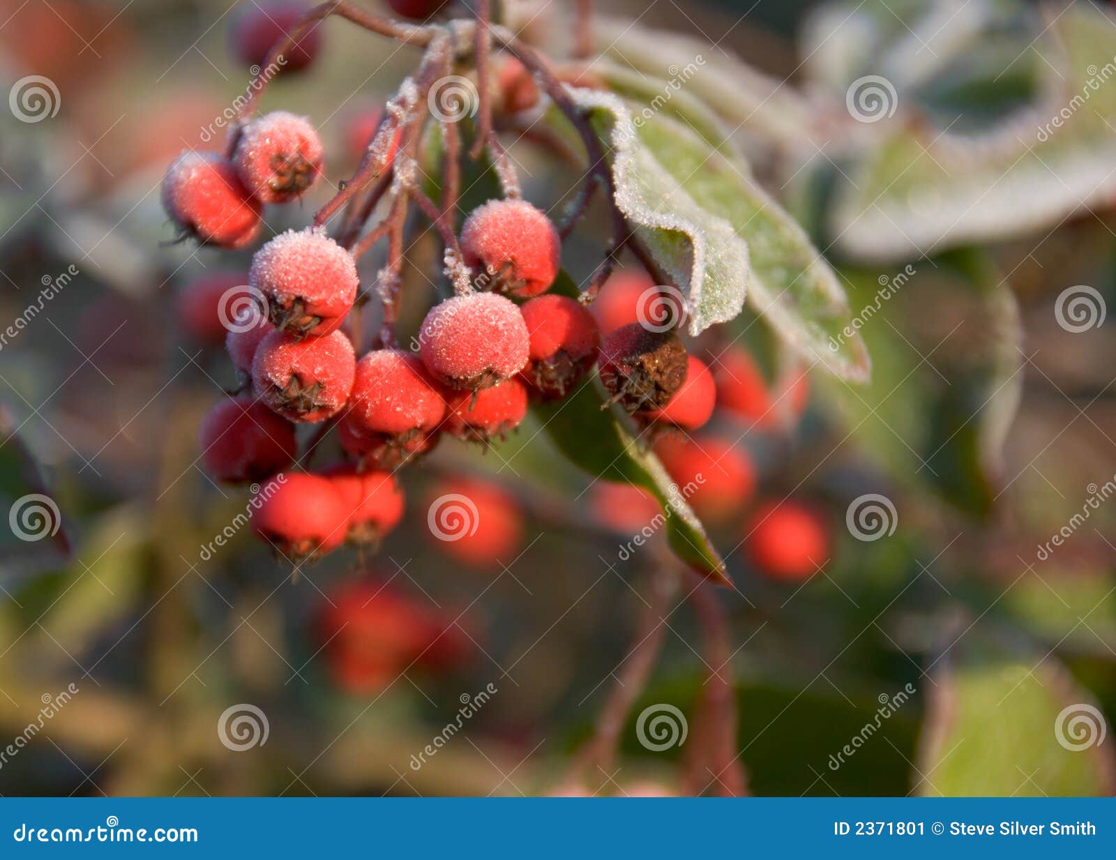 Frosted berries stock image. Image of close, frost, tree - 2371801