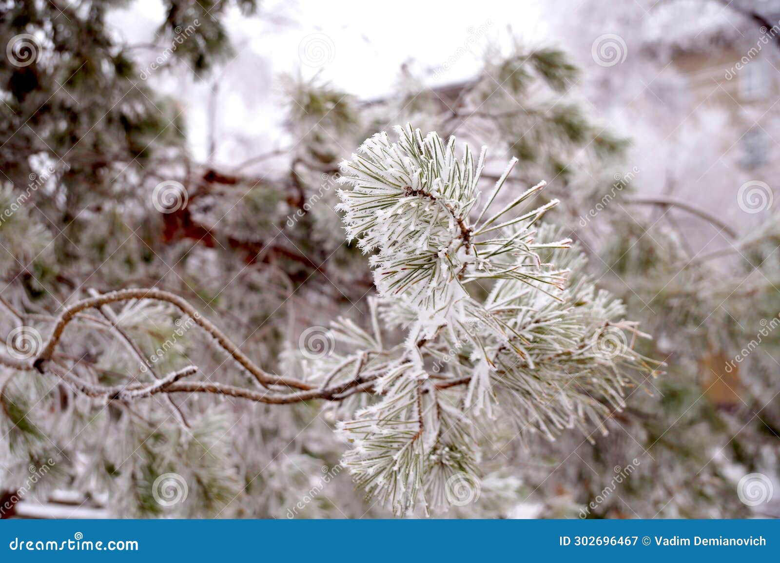 Frosted Branch Pine Tree in the City Park Stock Image - Image of trees ...