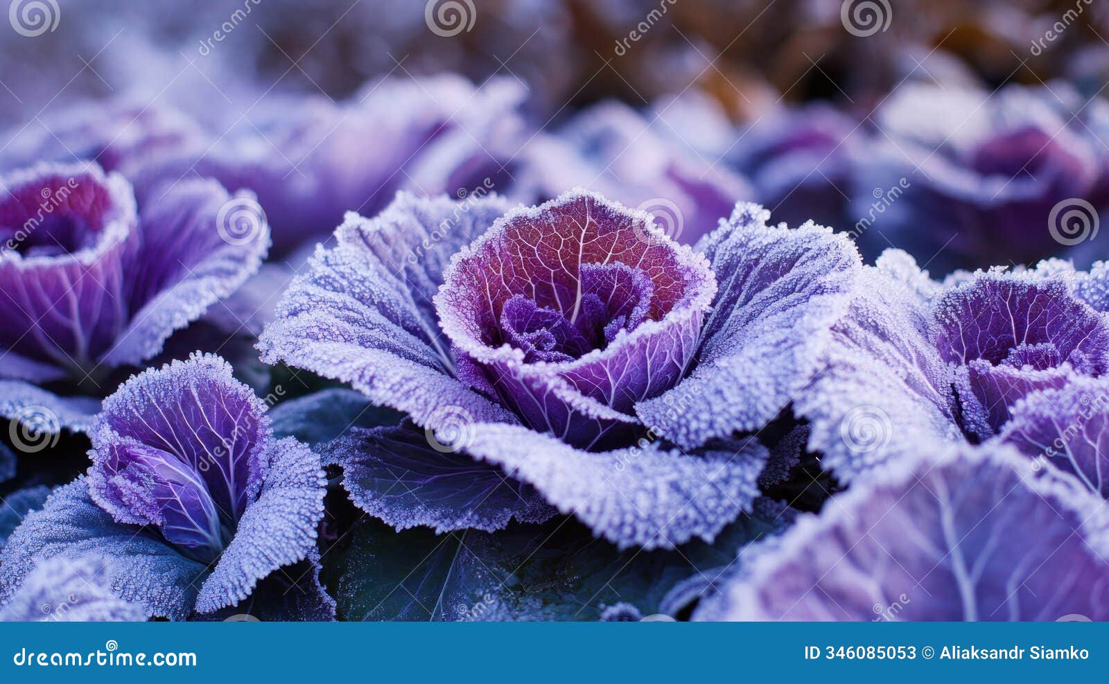 Frosted Cabbage Plants Adding Vibrant Colors To a Winter Garden Stock ...