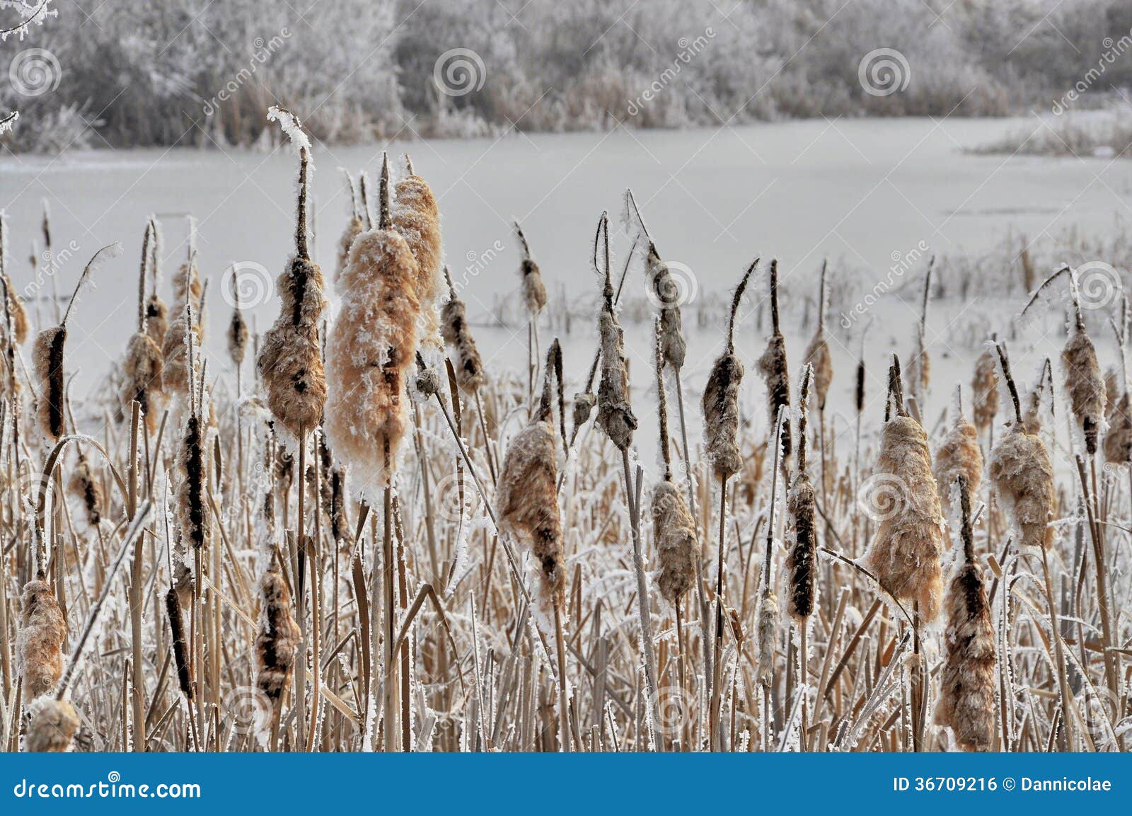 Frosted Cattail Going To Seed in Winter Time Stock Photo - Image of ...