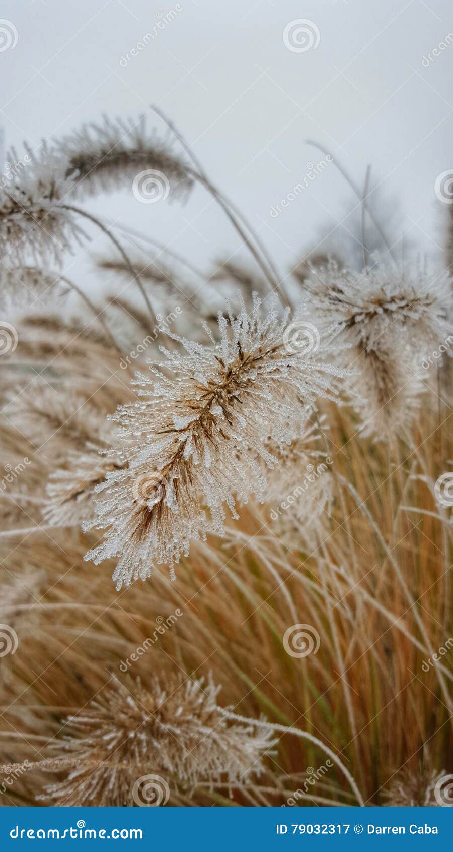 Frosted Cattails. stock image. Image of cattails, frost - 79032317