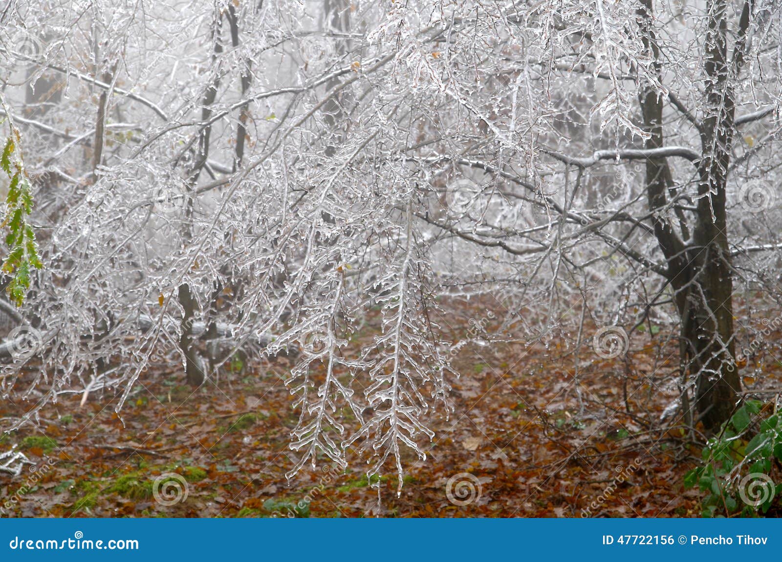 Frosted forest stock photo. Image of lighting, close - 47722156