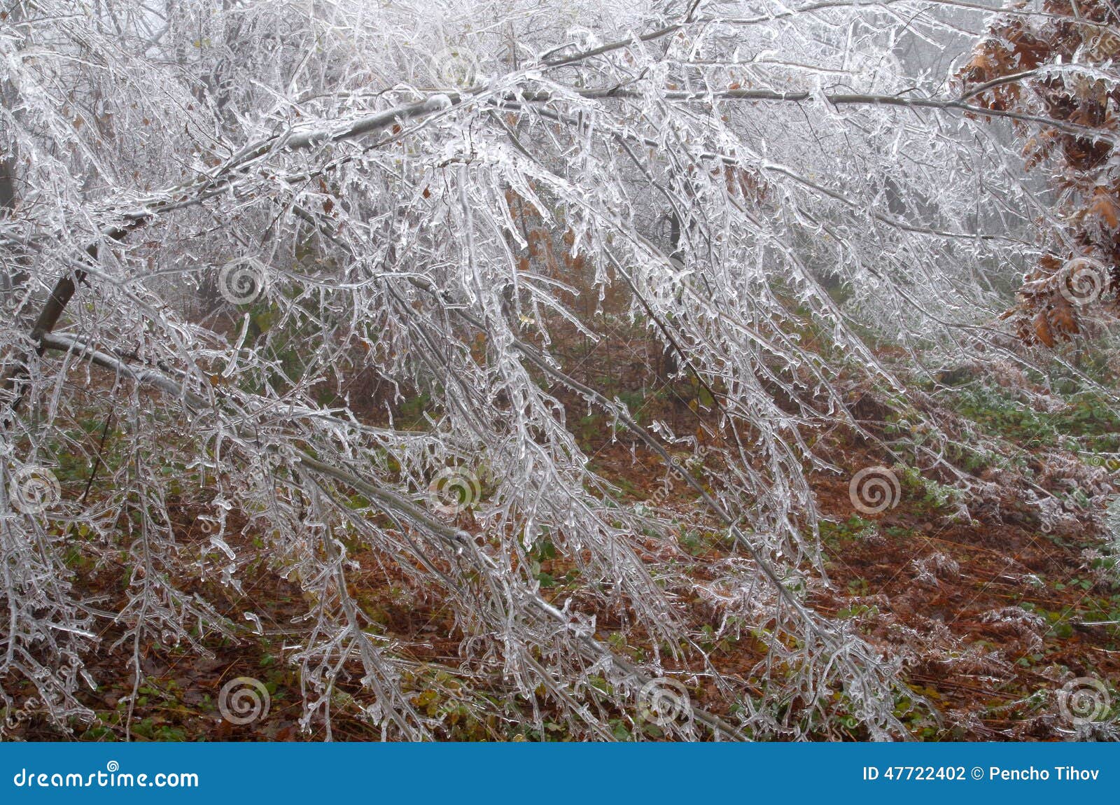 Frosted forest stock photo. Image of forest, scene, december - 47722402