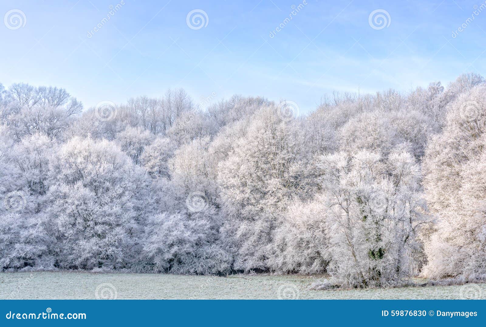 Frosted forest stock photo. Image of forest, temperature - 59876830