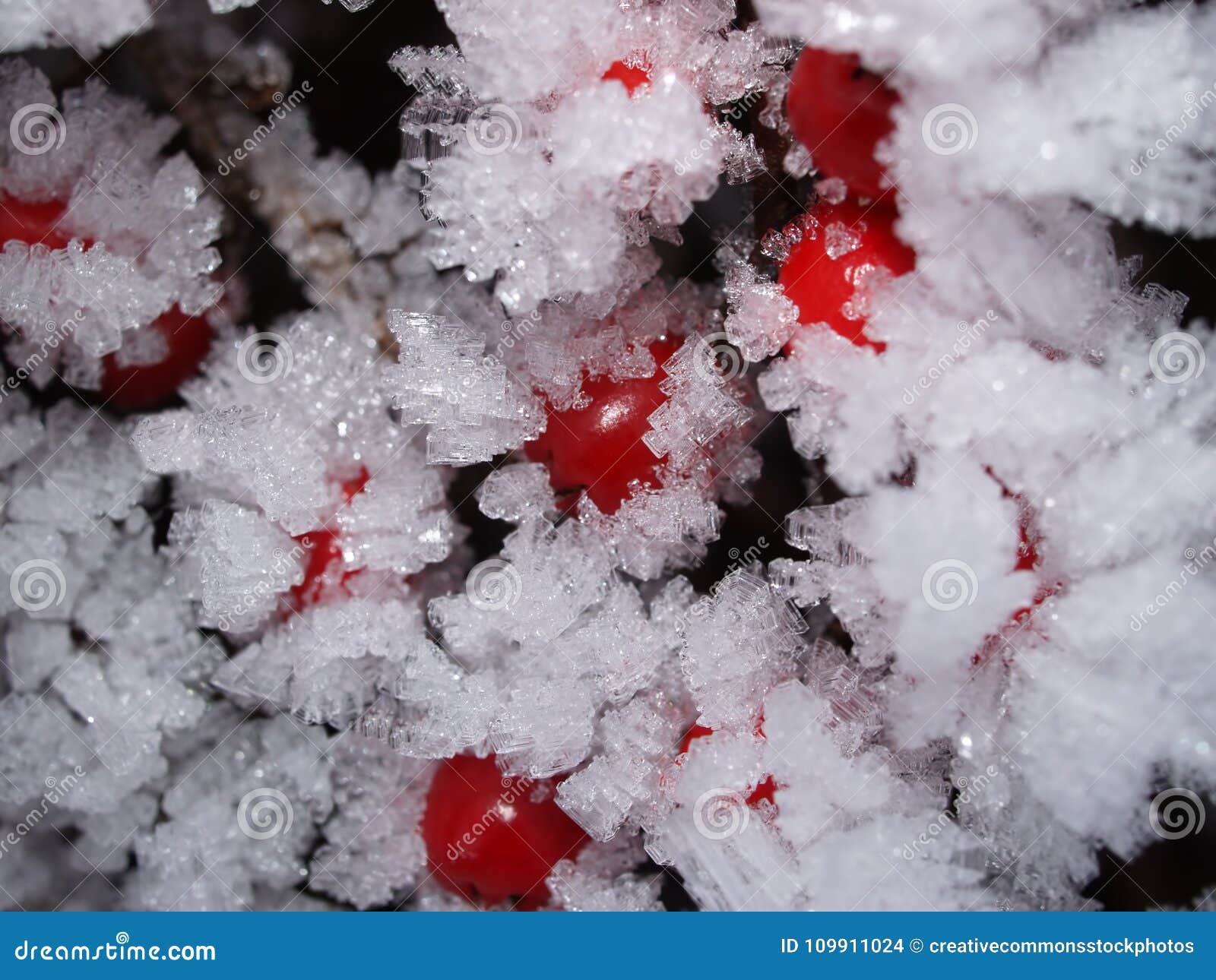 Frosted Fruits Picture. Image: 109911024