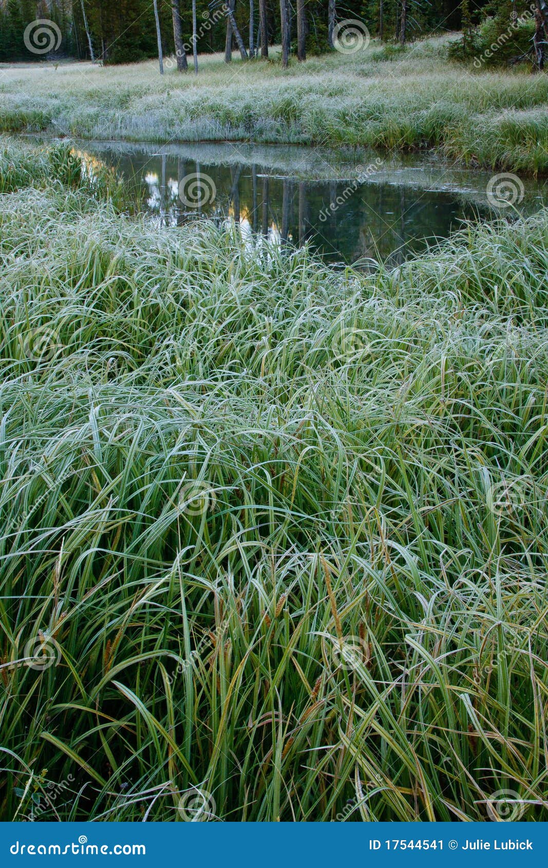 Frosted Grass and Pond, Yellowstone Stock Image - Image of morning ...
