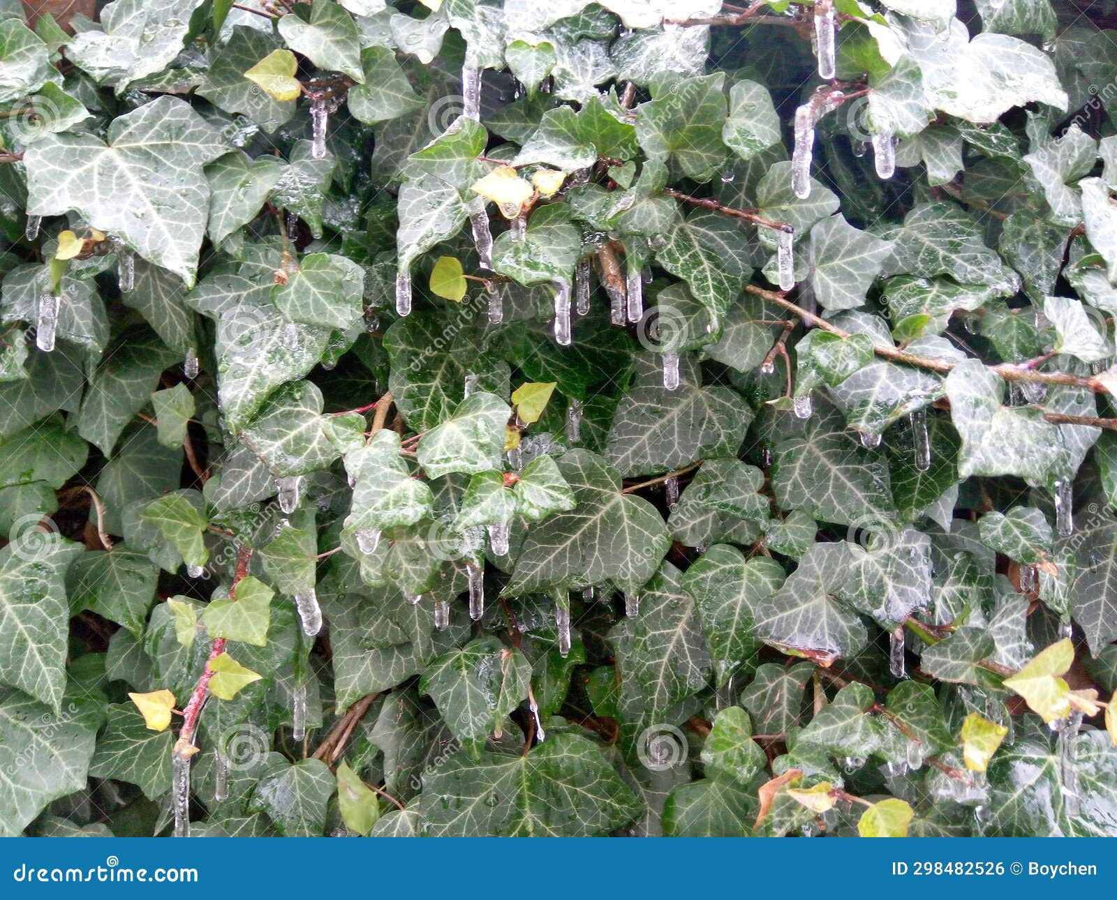 Frosted Green Ivy. Melting Icicles on the Leaves Stock Photo - Image of ...