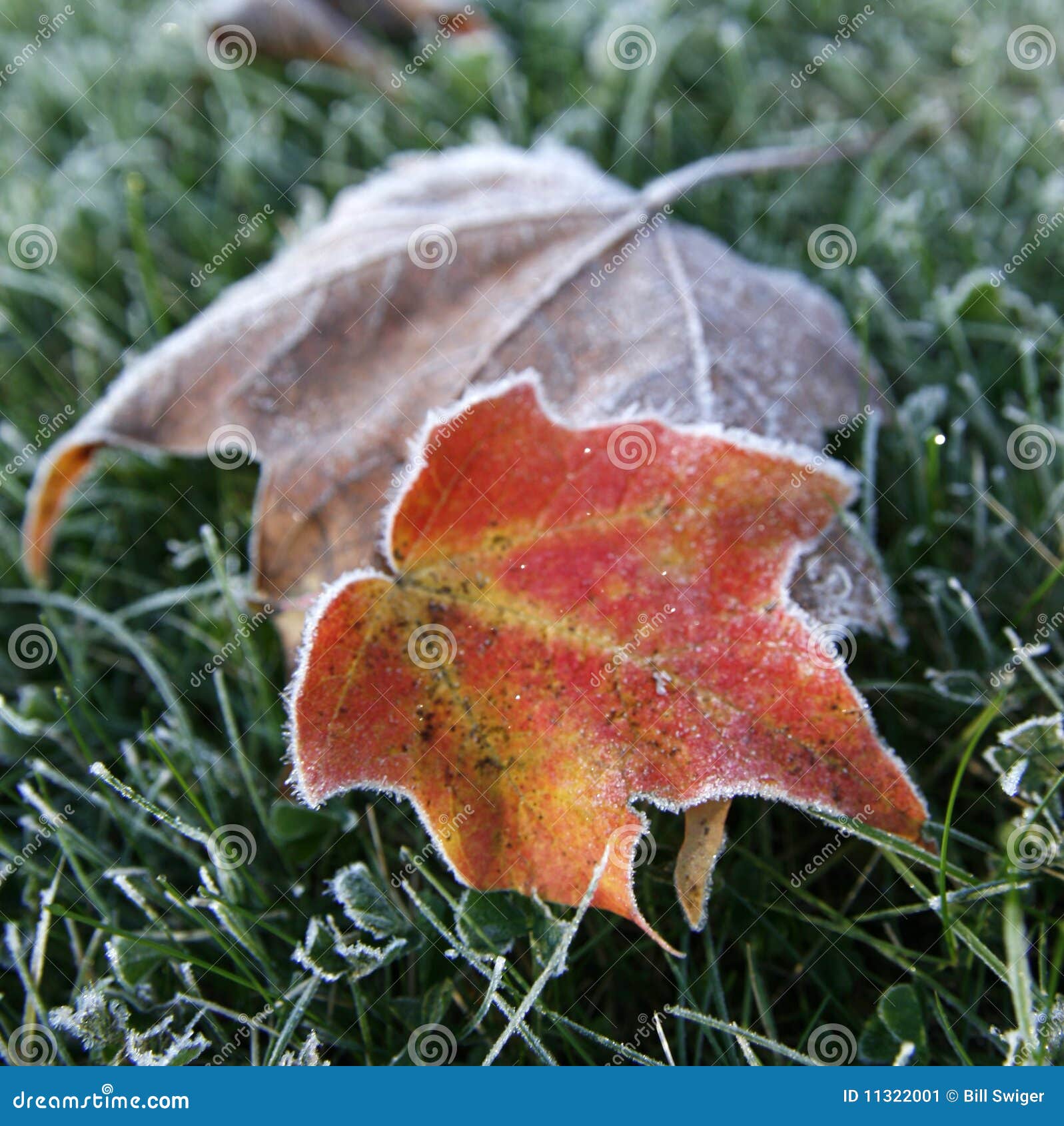 Frosted Leaf stock image. Image of nature, leaves, sunrise - 11322001