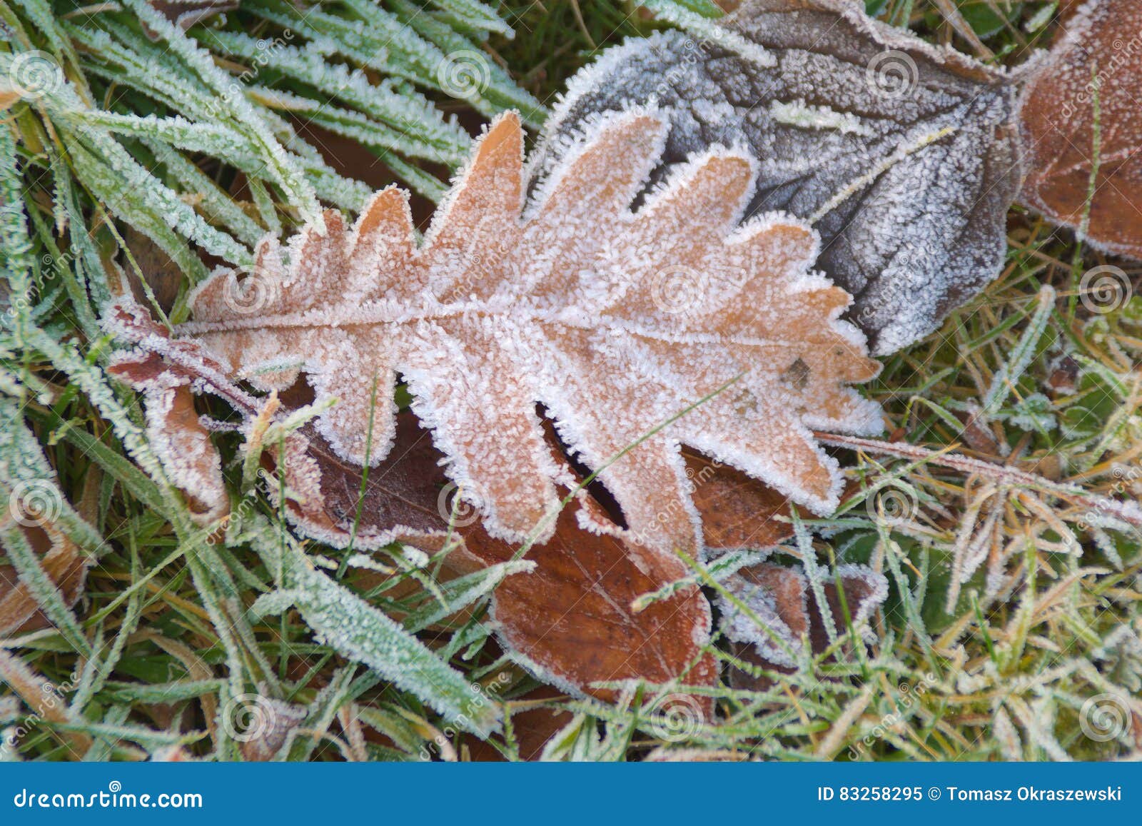 Frosted leaf stock image. Image of season, laying, cold - 83258295