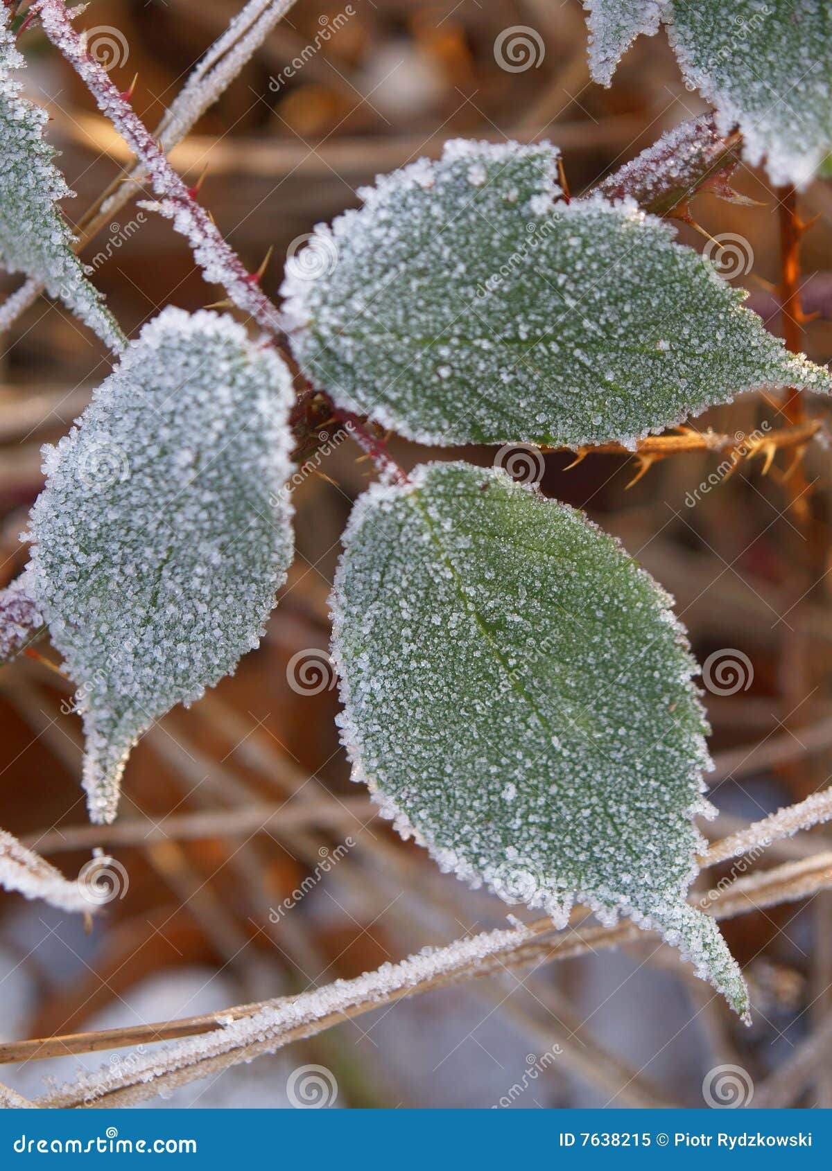 Frosted leaves stock image. Image of nature, natural, frosty - 7638215