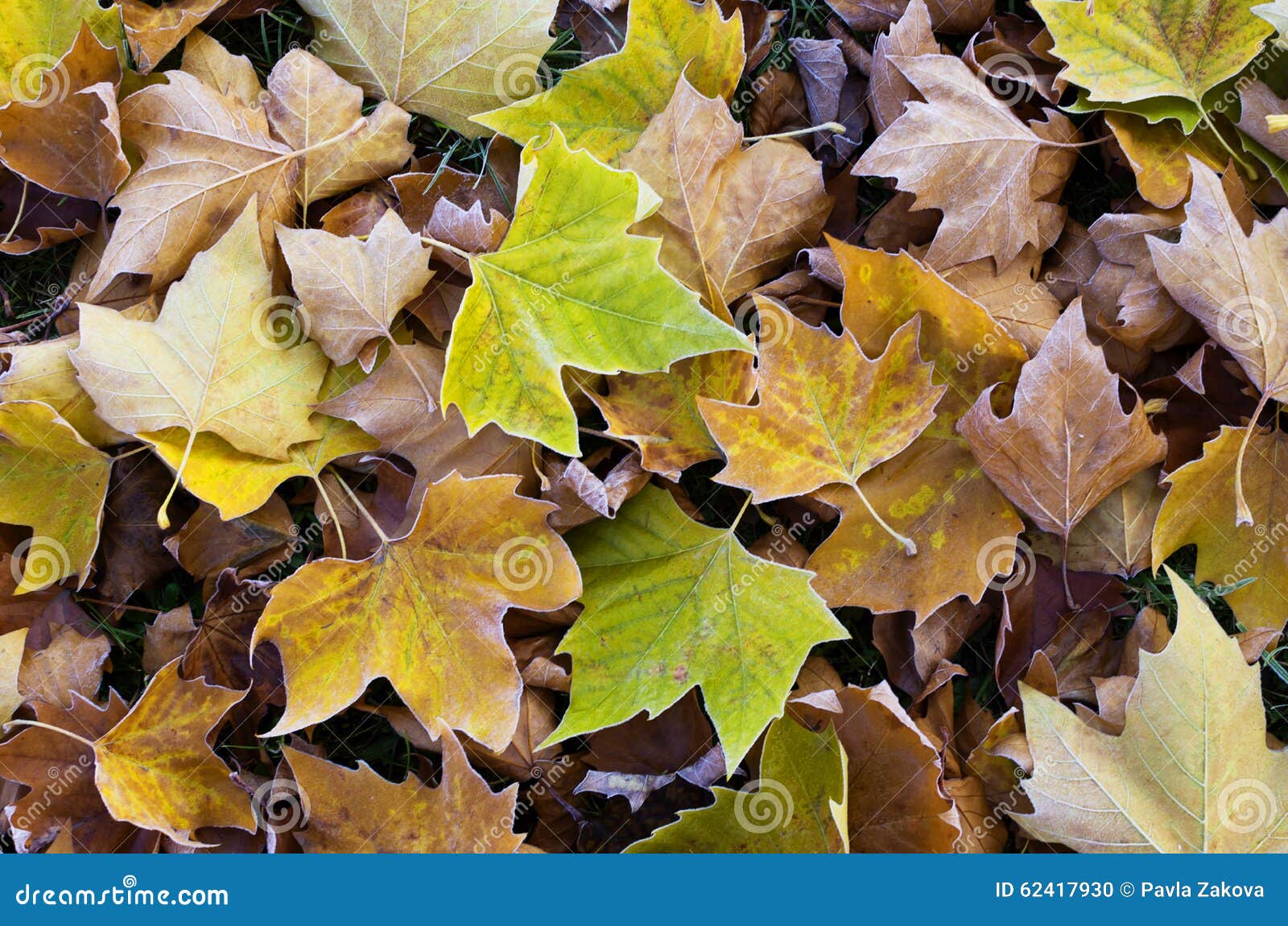 Frosted leaves on ground stock photo. Image of autumn - 62417930