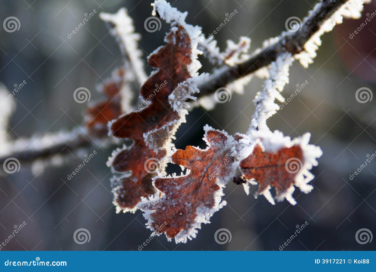Frosted Oak Leaves stock image. Image of detail, beauty - 3917221