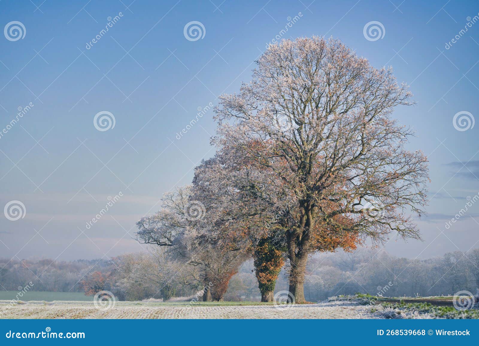 Frosted Oak Trees in Winter Landscape Stock Photo - Image of landscape ...