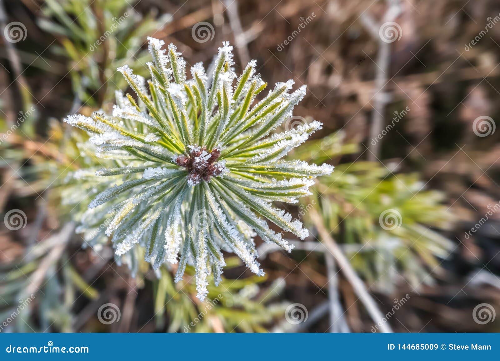 Frosted Pine Cone Needles Closeup Stock Image - Image of foliage ...