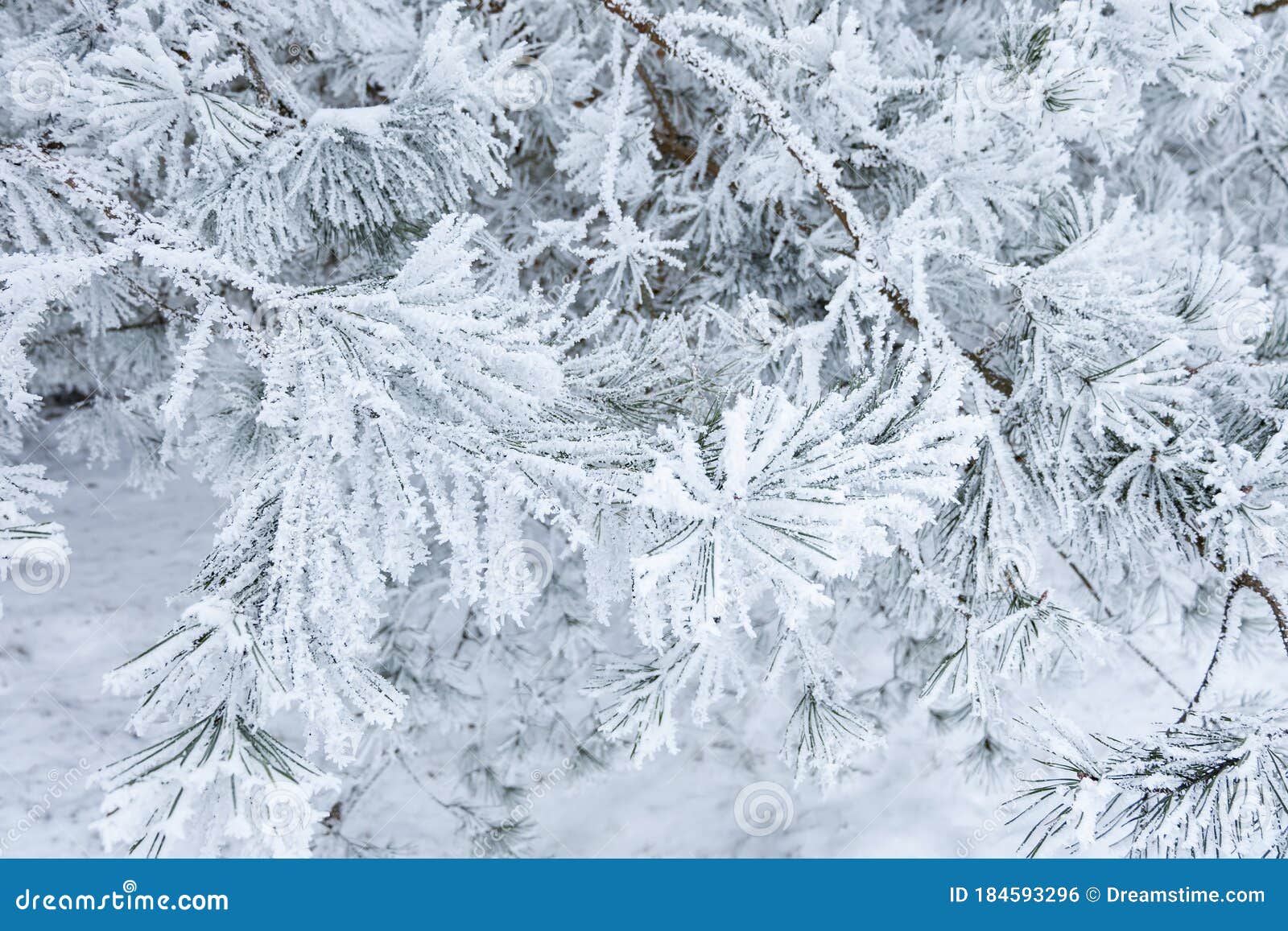 A Frosted Pine Tree Branches Close Up in the Middle of a European ...