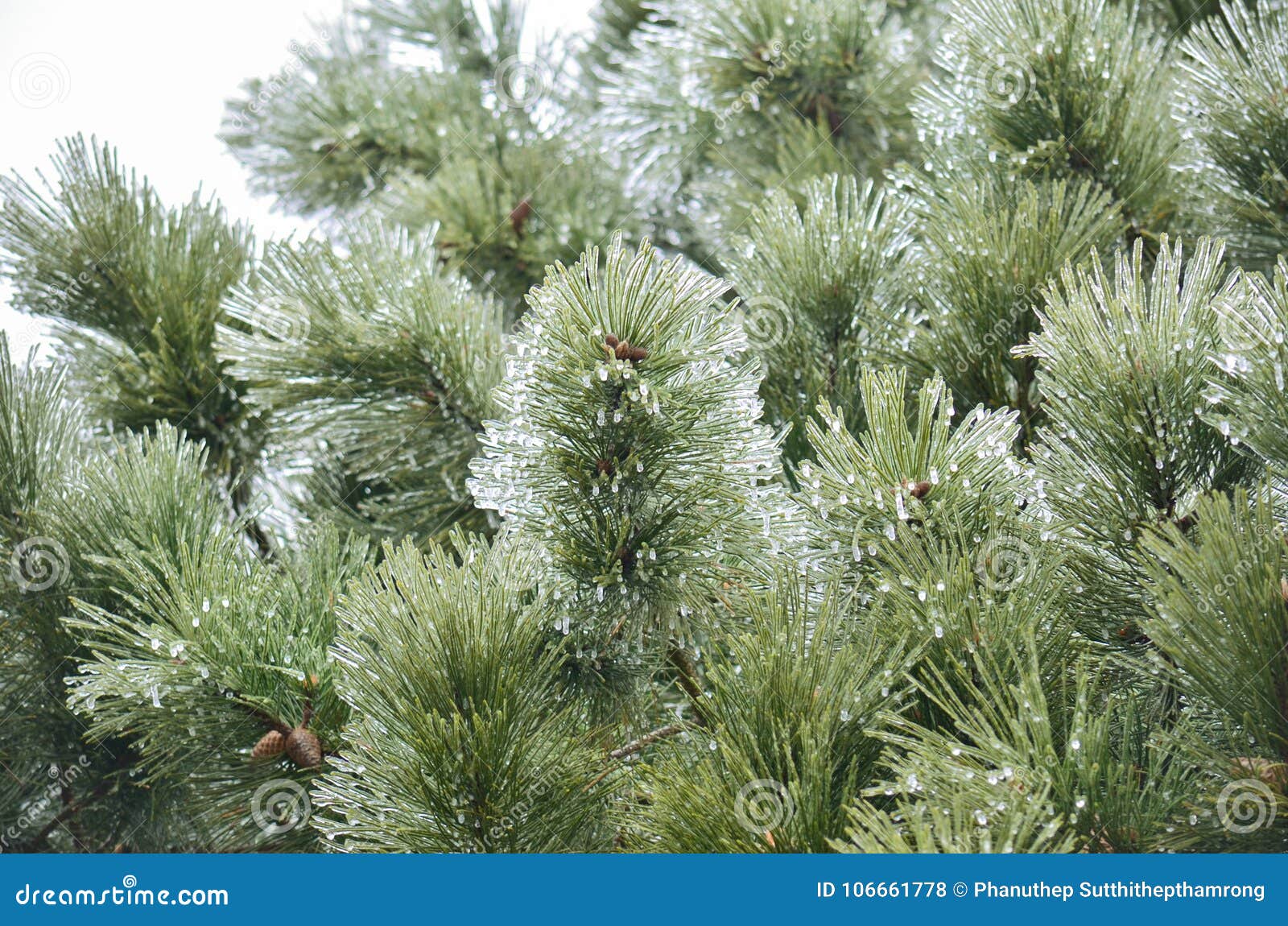 Frosted pine tree branches stock photo. Image of leaf - 106661778