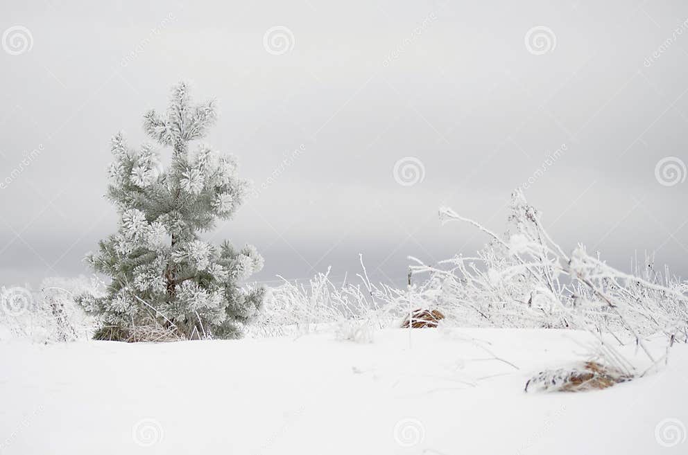 Frosted pine tree stock image. Image of winter, branch - 110173005