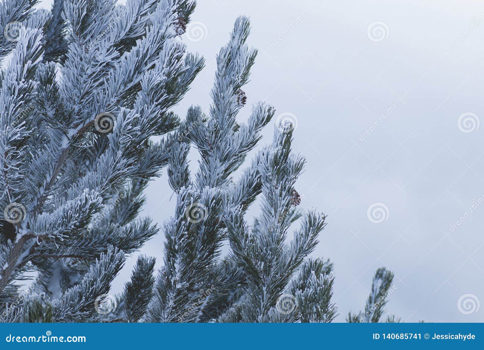 Frosted Pine Tree Foliage in Winter Stock Image - Image of blizzard ...