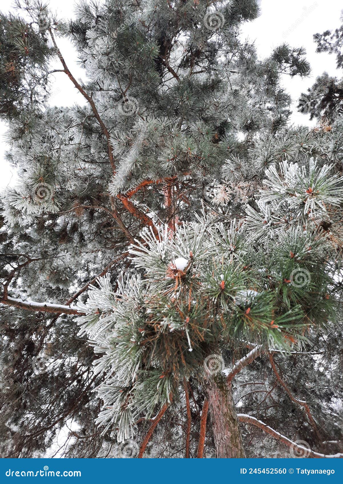 Frosted pine tree stock photo. Image of forest, cold - 245452560