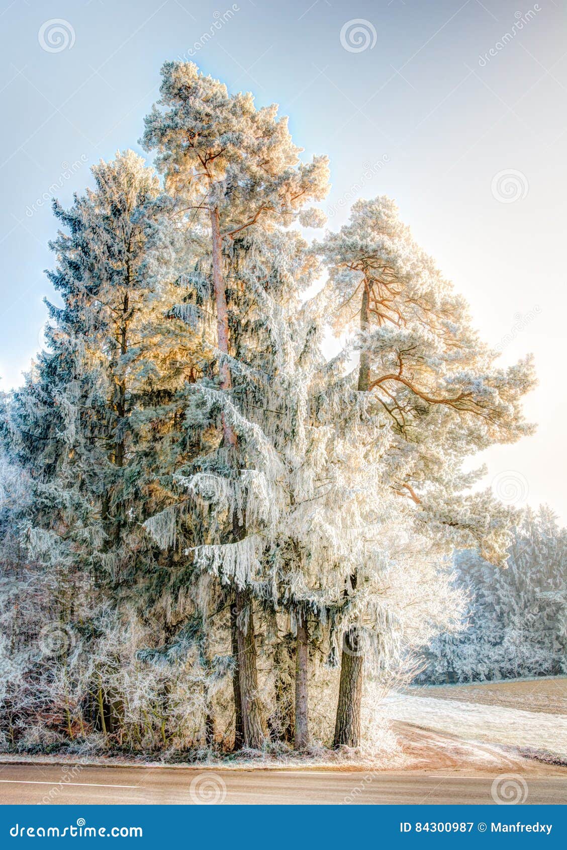 Frosted Pine Tree in a Winter Landscape Stock Image - Image of tree ...
