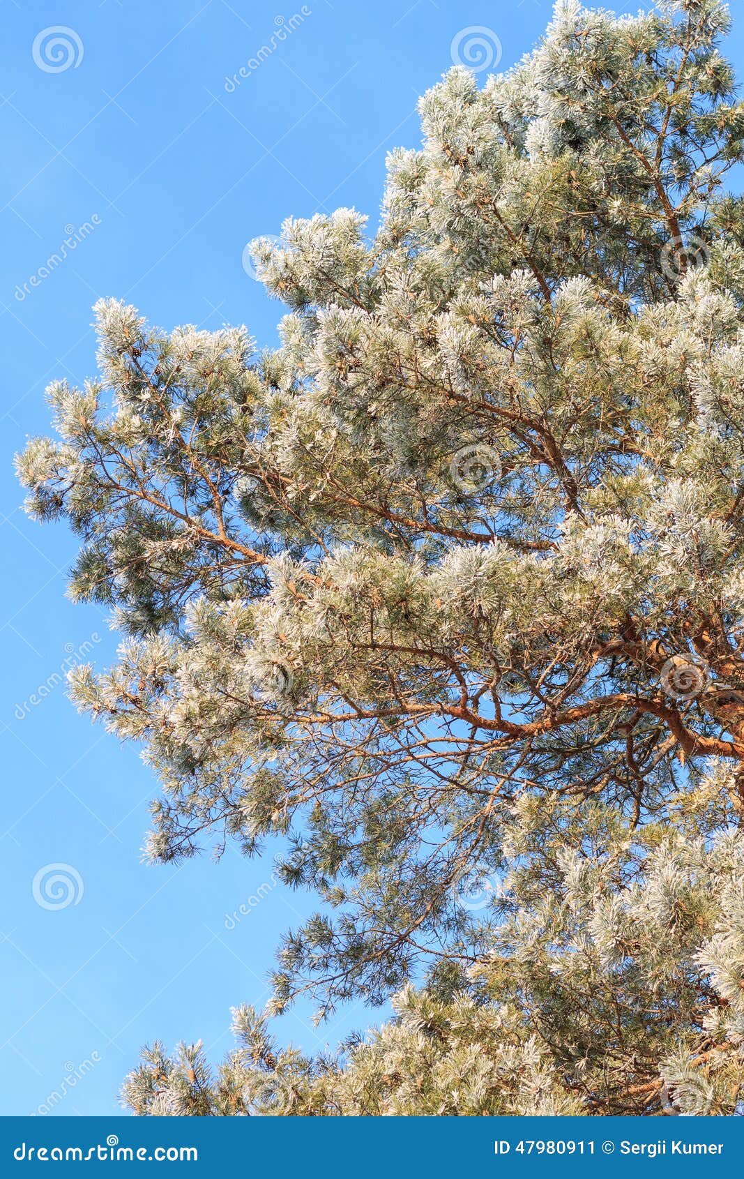 Frosted Pine Tree at Winter Morning Over Blue Sky Stock Image - Image ...