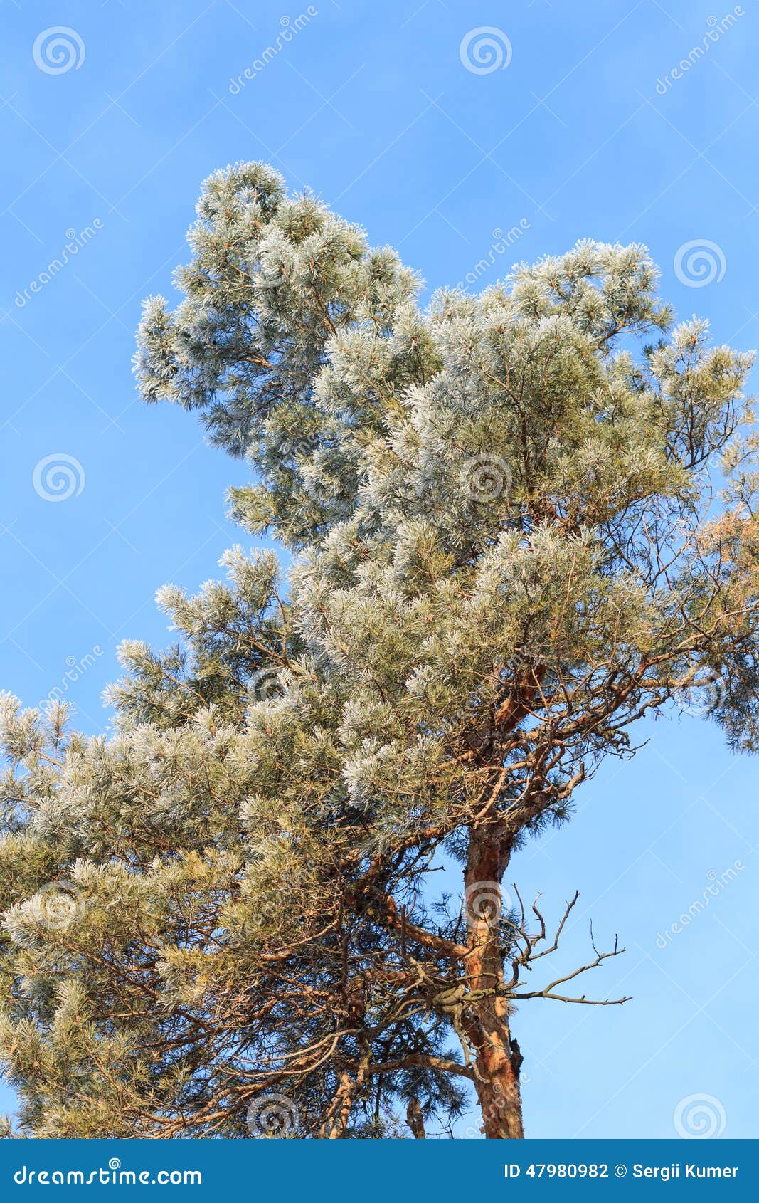 Frosted Pine Tree at Winter Morning Over Blue Sky Stock Photo - Image ...