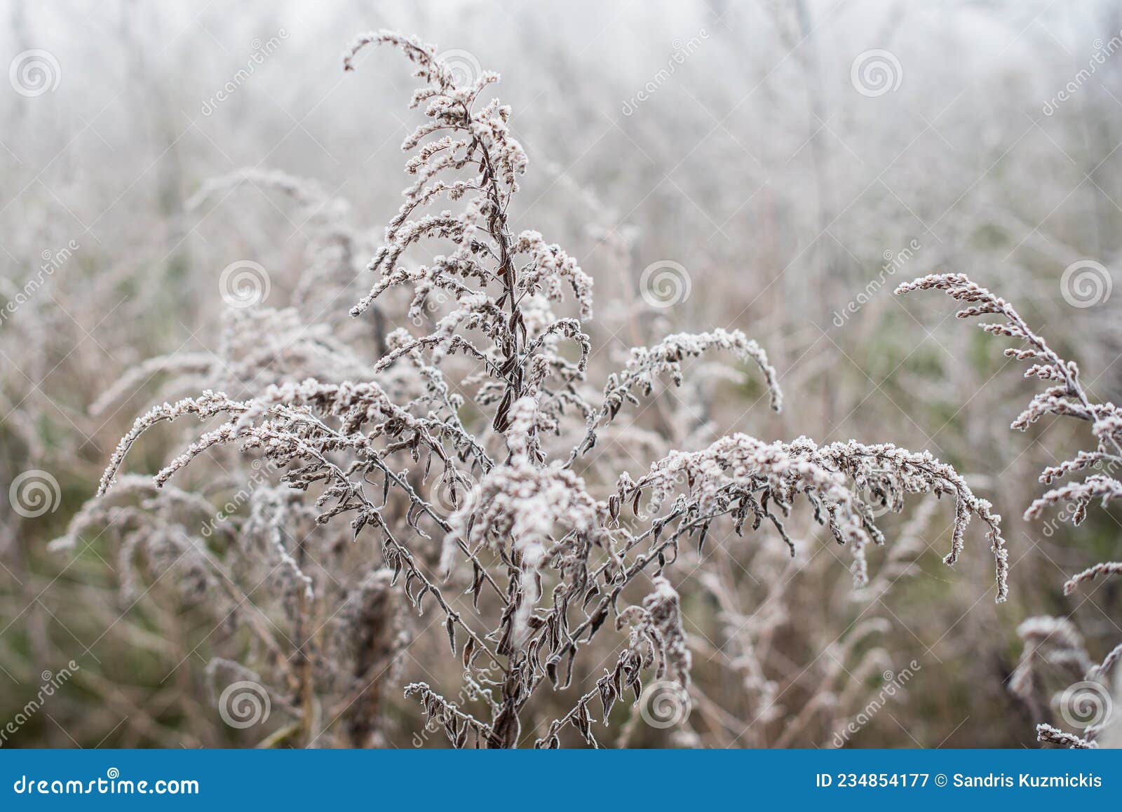 Frosted Plants on a Cold Autumn Morning Stock Image - Image of morning ...