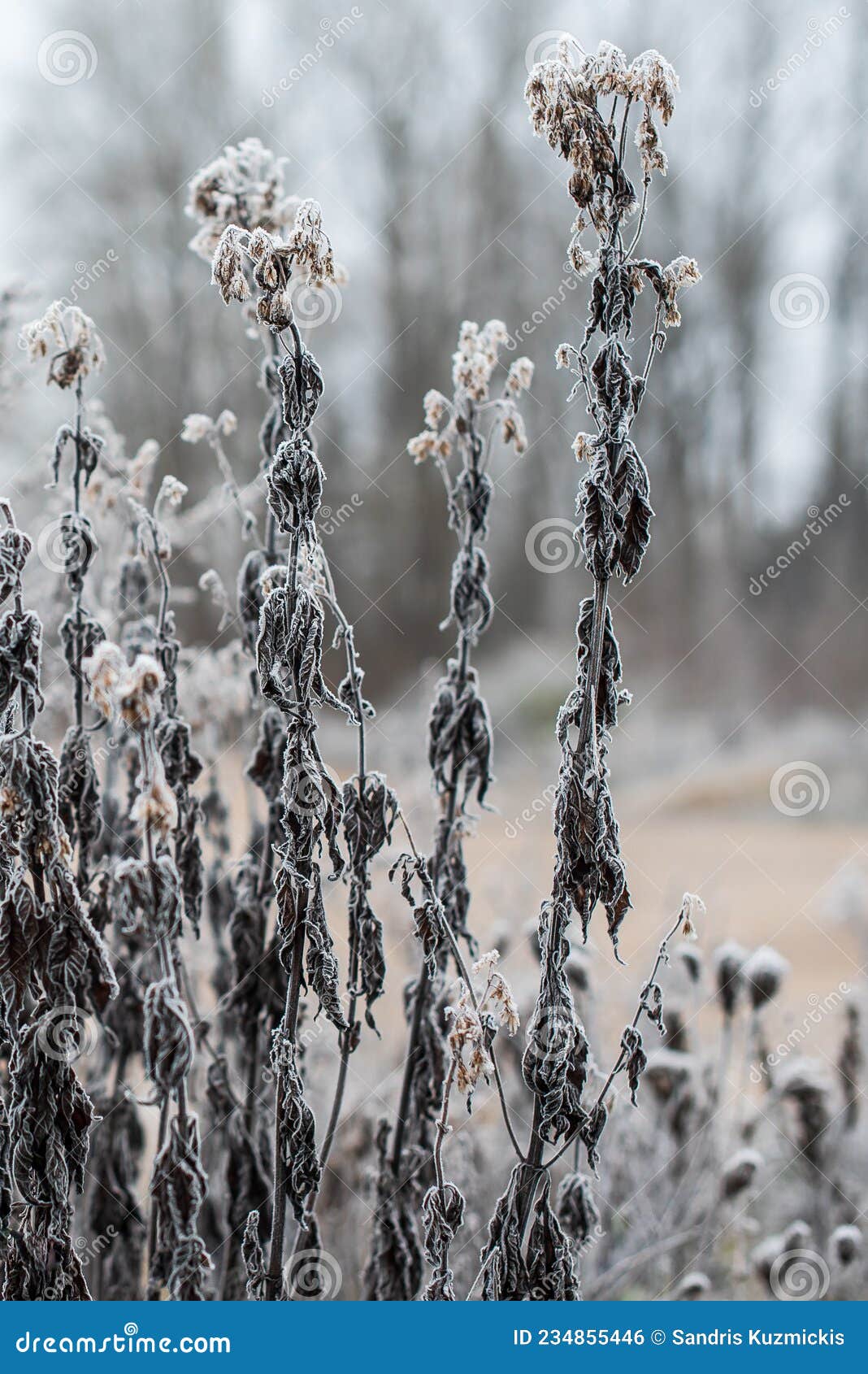 Frosted Plants on a Cold Autumn Morning Stock Photo - Image of frost ...