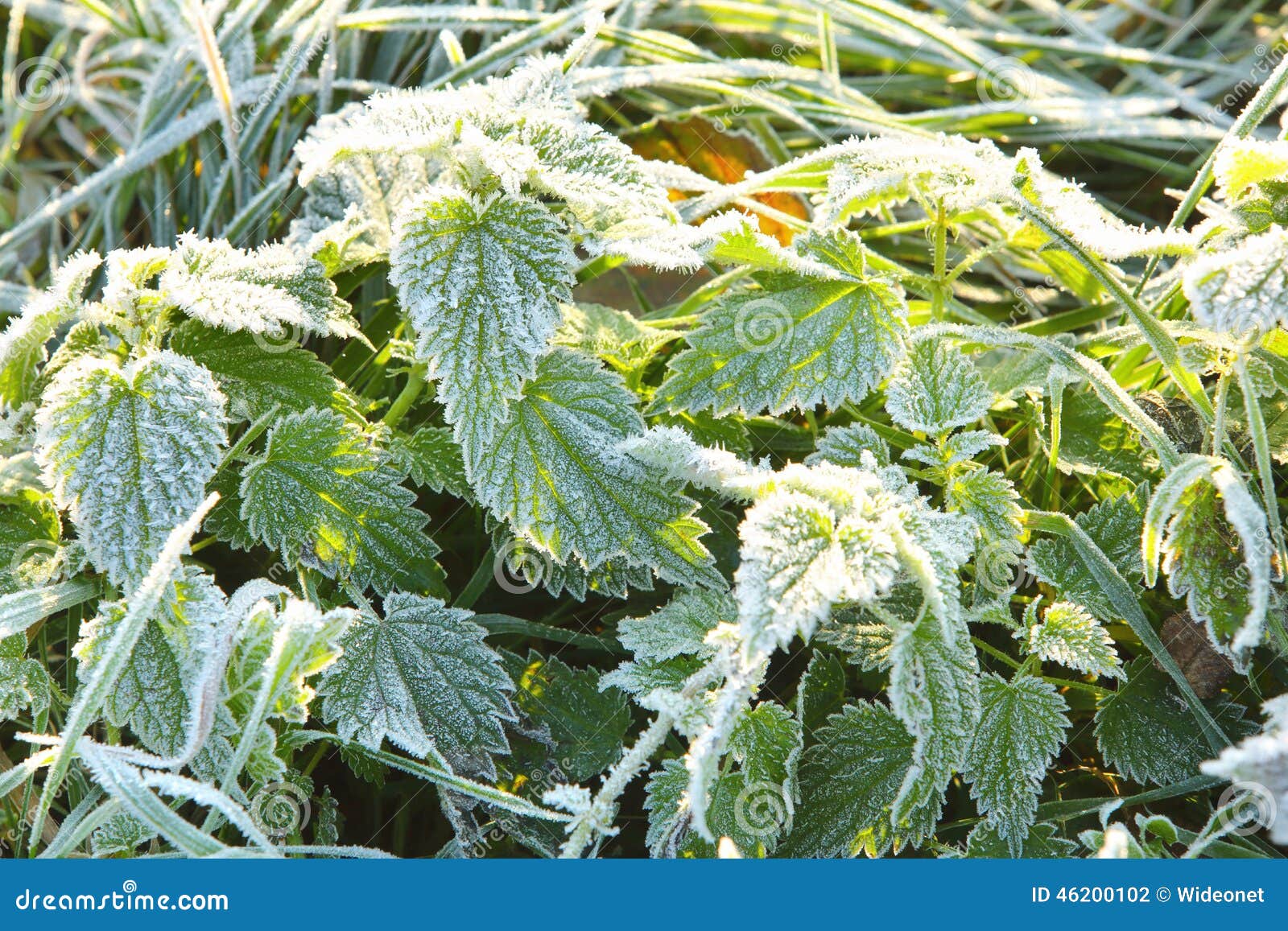 Frosted Plants in the Early Morning Stock Photo - Image of frosty ...