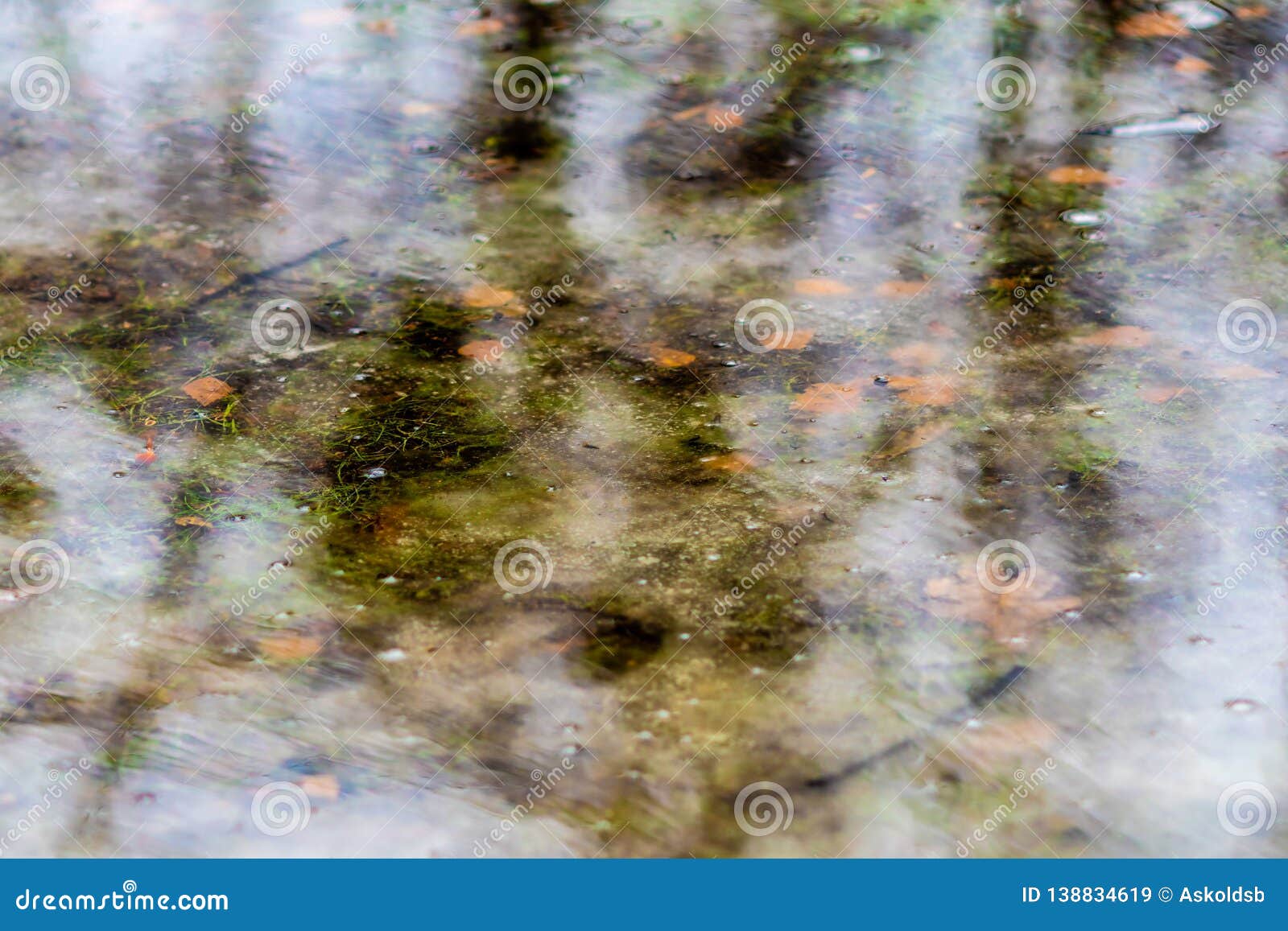 Frosted Puddle and Autumn Leaves Under the Ice - Image Stock Image ...