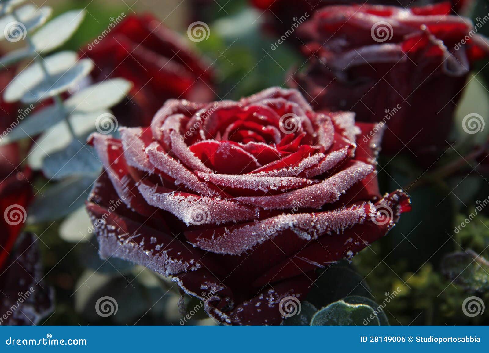 Frosted red rose stock photo. Image of bridal, flake - 28149006