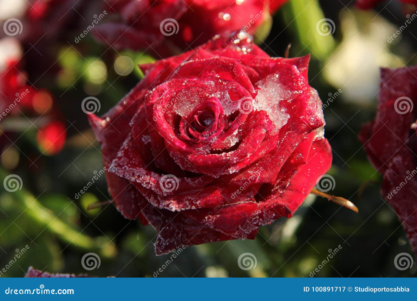 Frosted red rose stock image. Image of christmas, petal - 100891717
