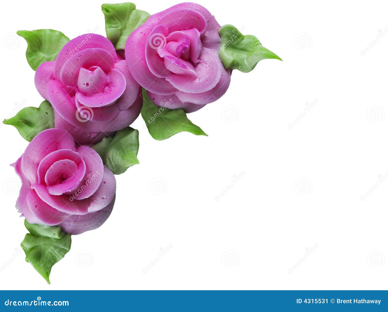 Frosted Roses stock image. Image of white, roses, isolated - 4315531