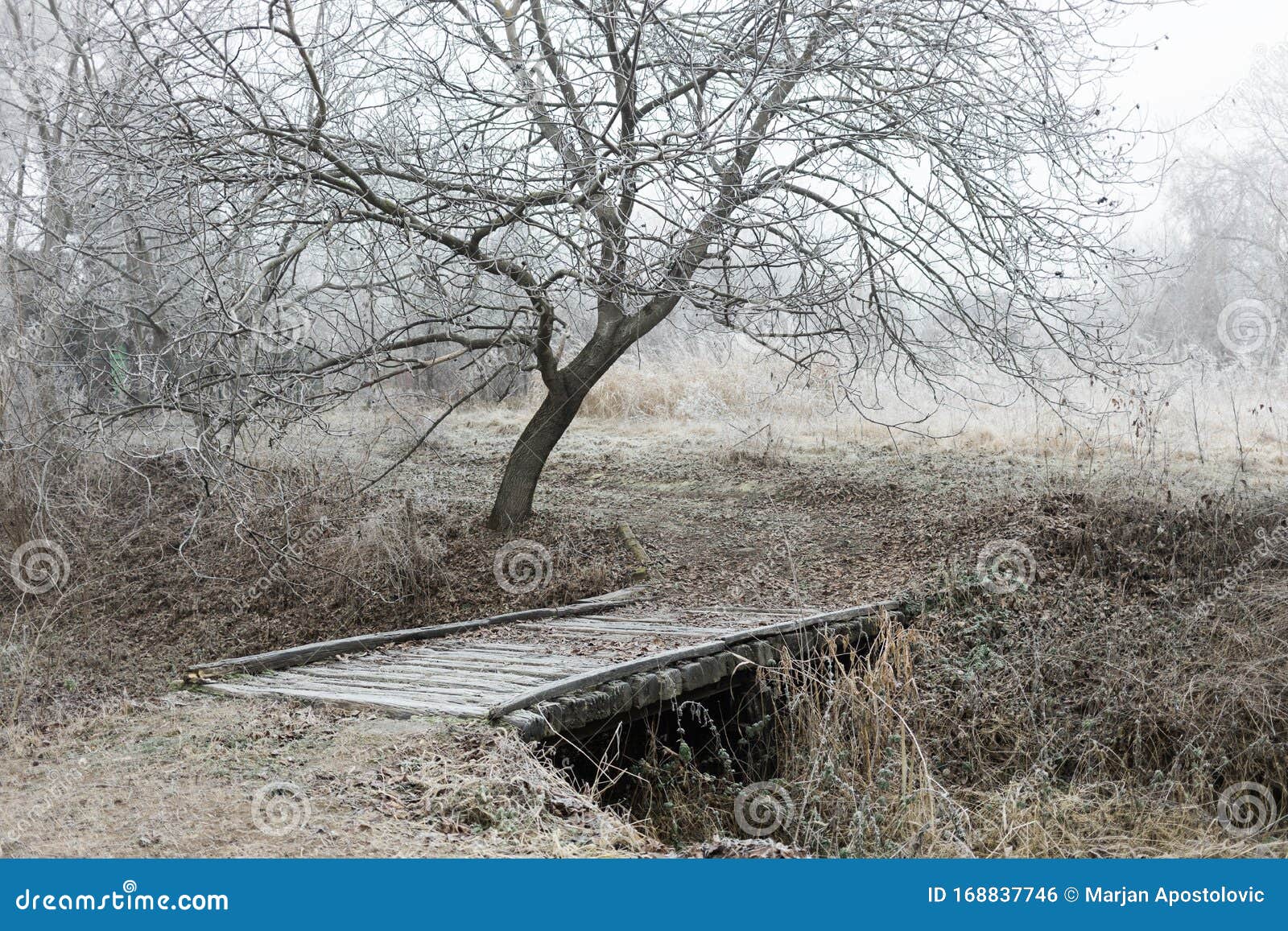 Frosted Rustic Bridge in the Forest in Winter Stock Photo - Image of ...