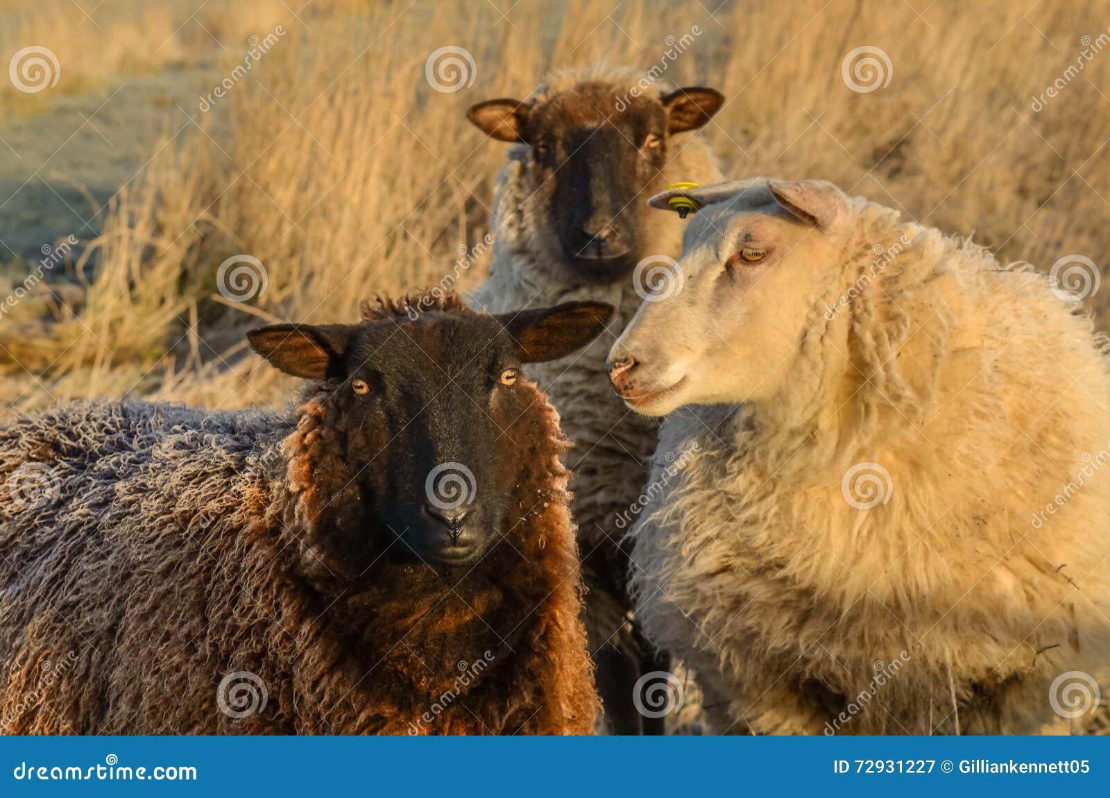 Frosted Sheep stock image. Image of frost, covered, three - 72931227