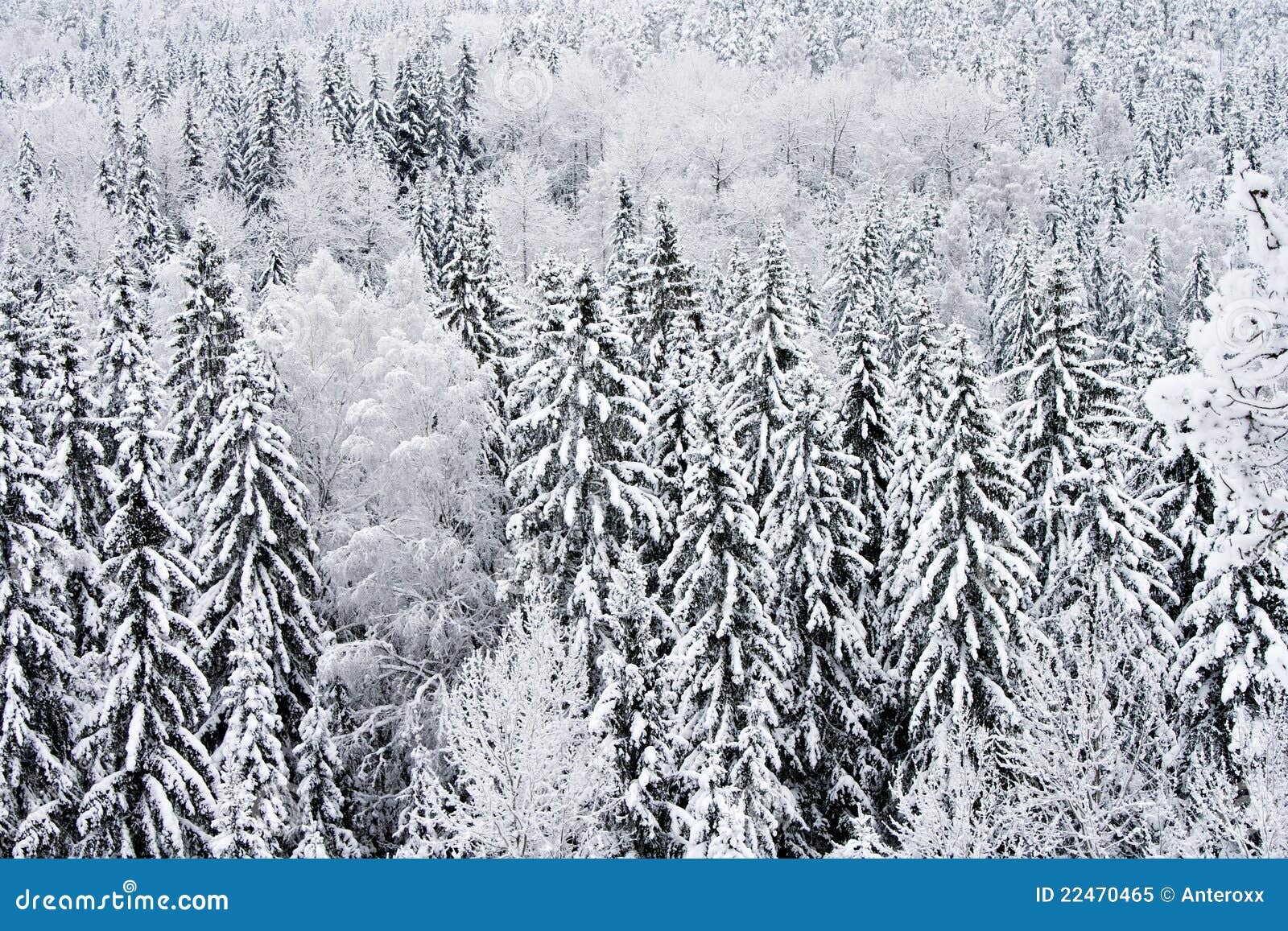 Frosted and snowy trees stock image. Image of cold, snowy - 22470465