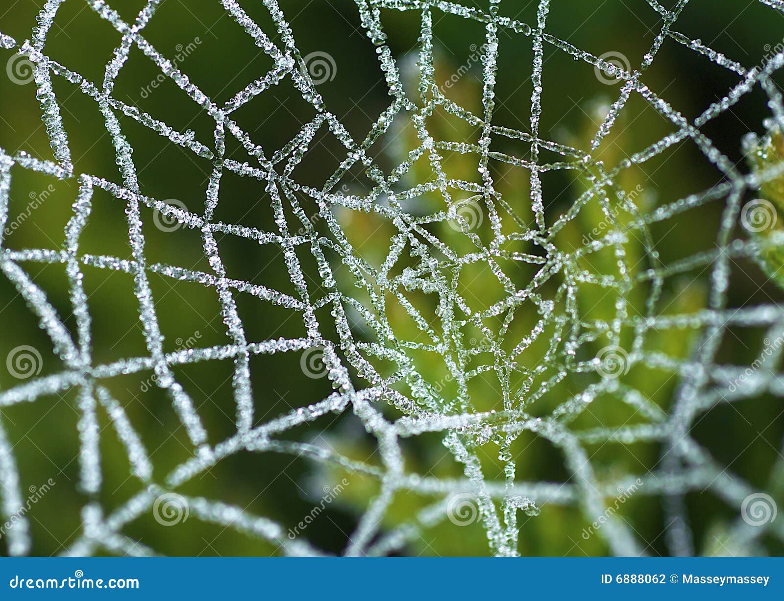 Frosted Spiders Web stock photo. Image of covered, spider - 6888062