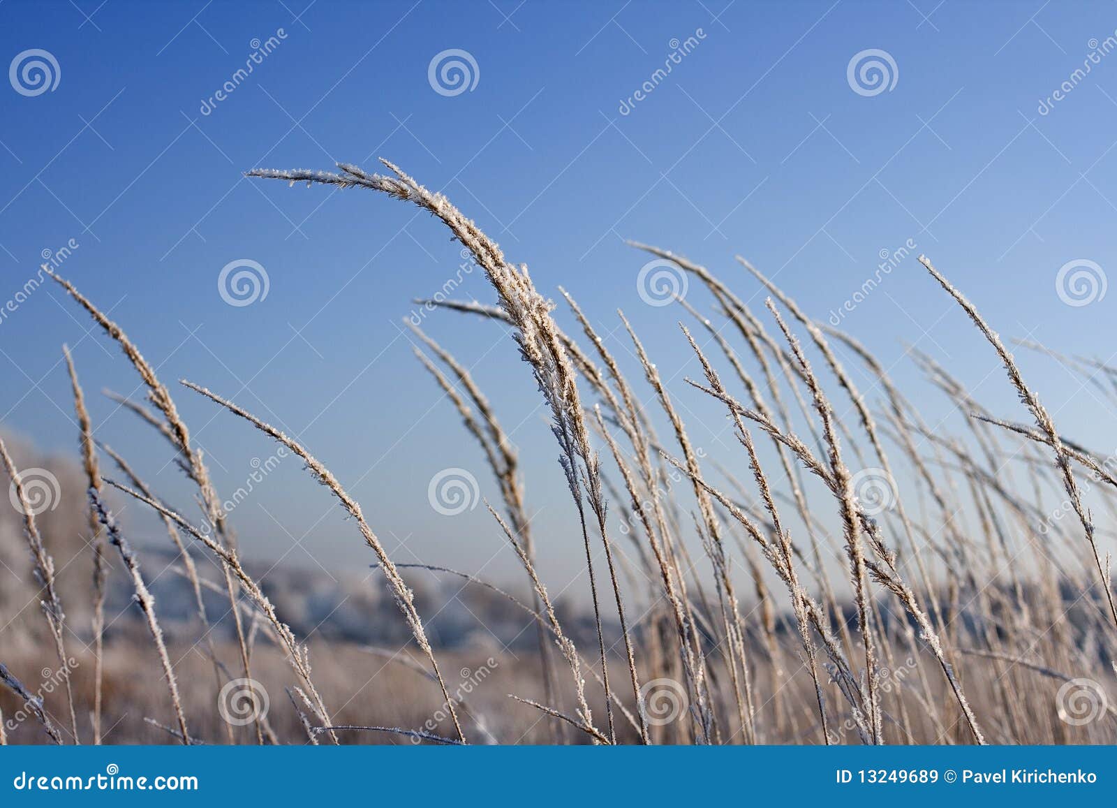 Frosted spikes stock image. Image of sunny, field, hoar - 13249689