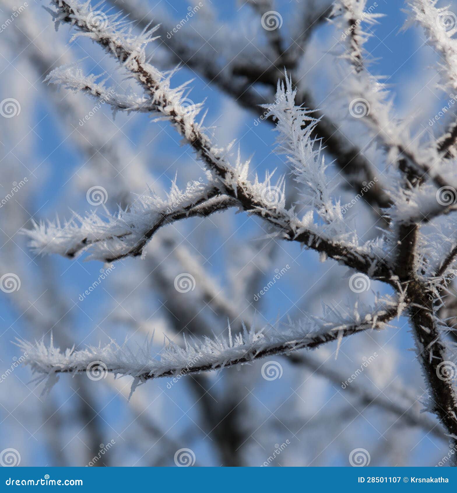 Frosted tree stock image. Image of sylviculture, brunch - 28501107