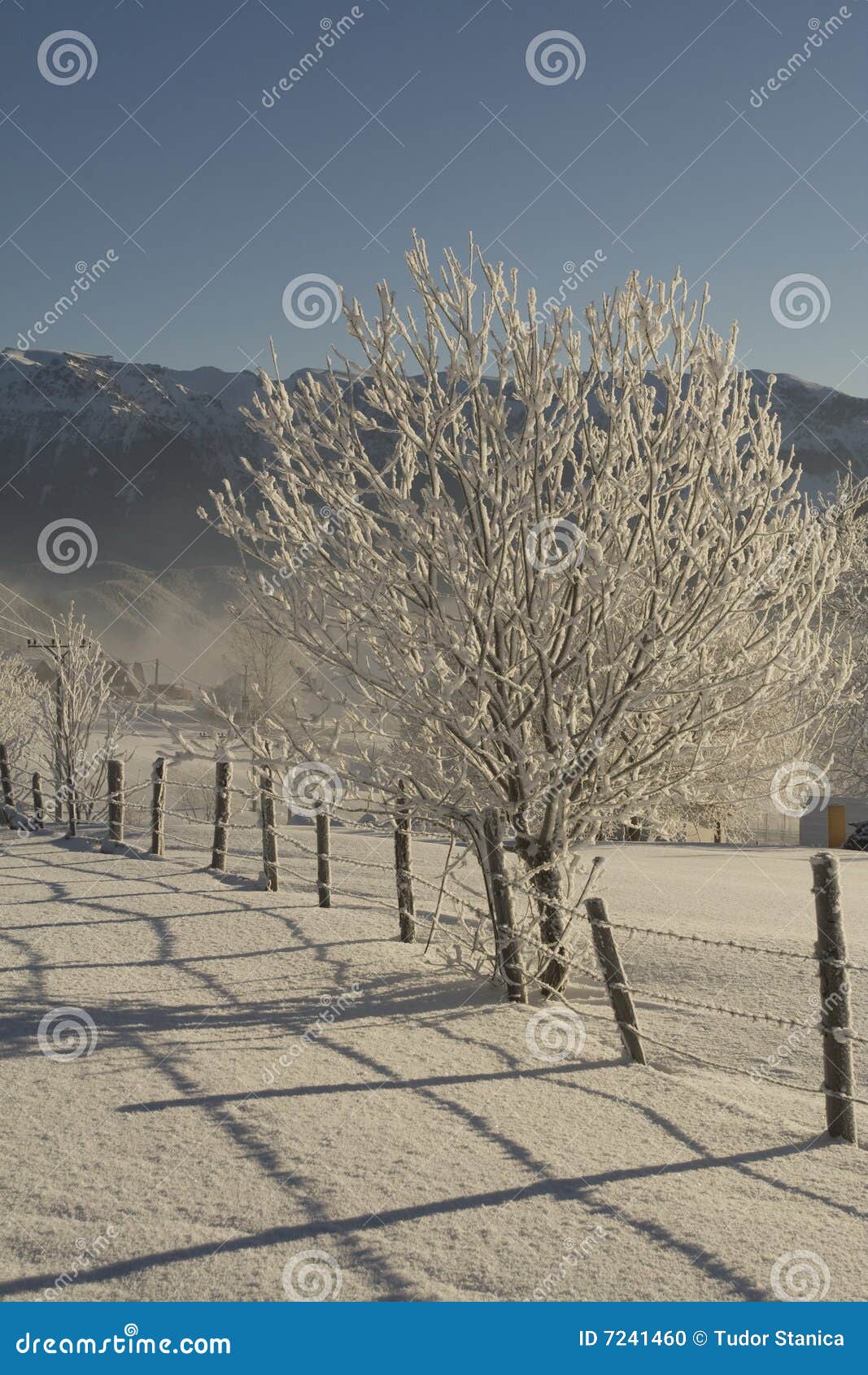 Frosted tree stock photo. Image of winter, nature, colour - 7241460