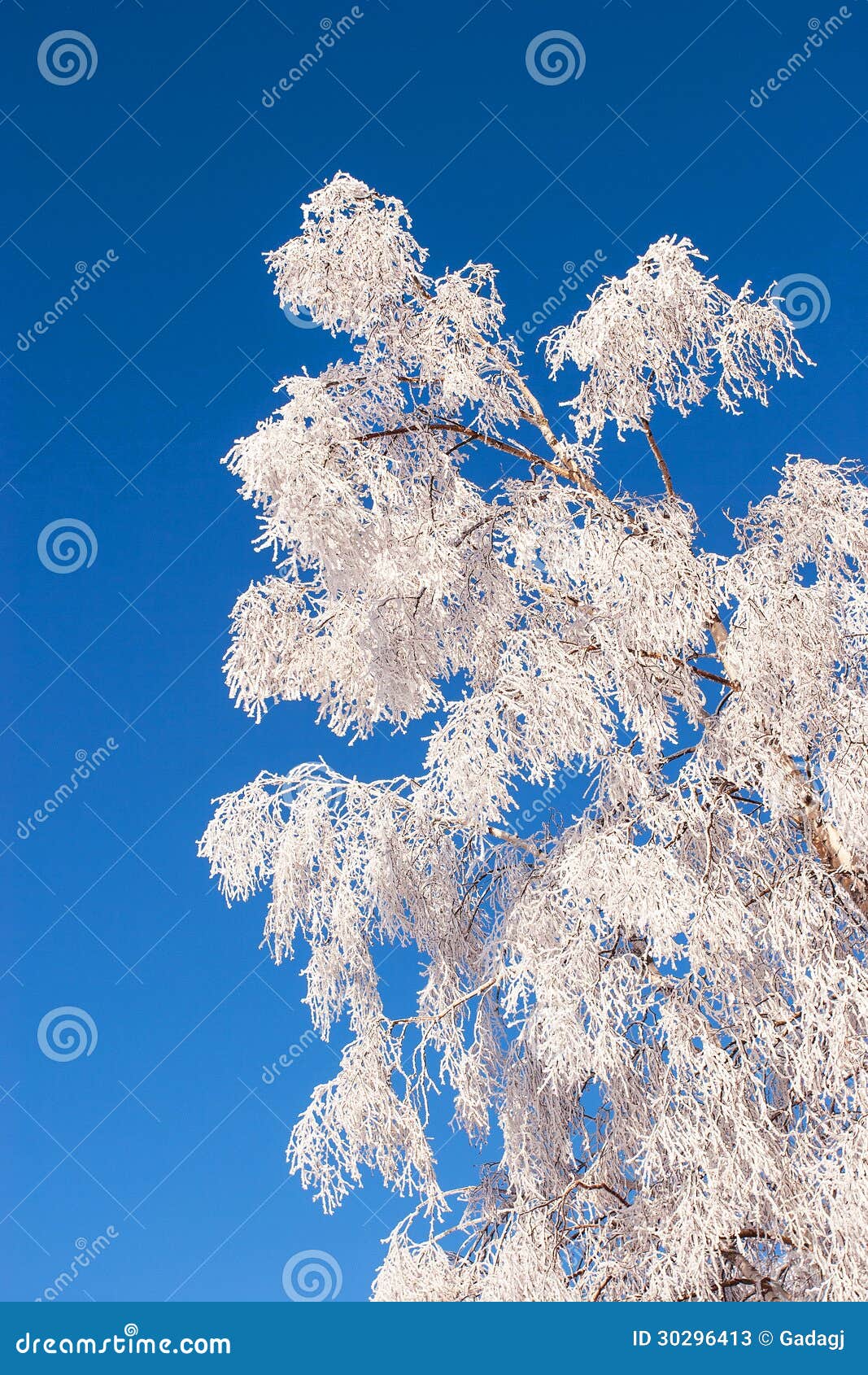 Frosted tree stock image. Image of christmas, scenic - 30296413