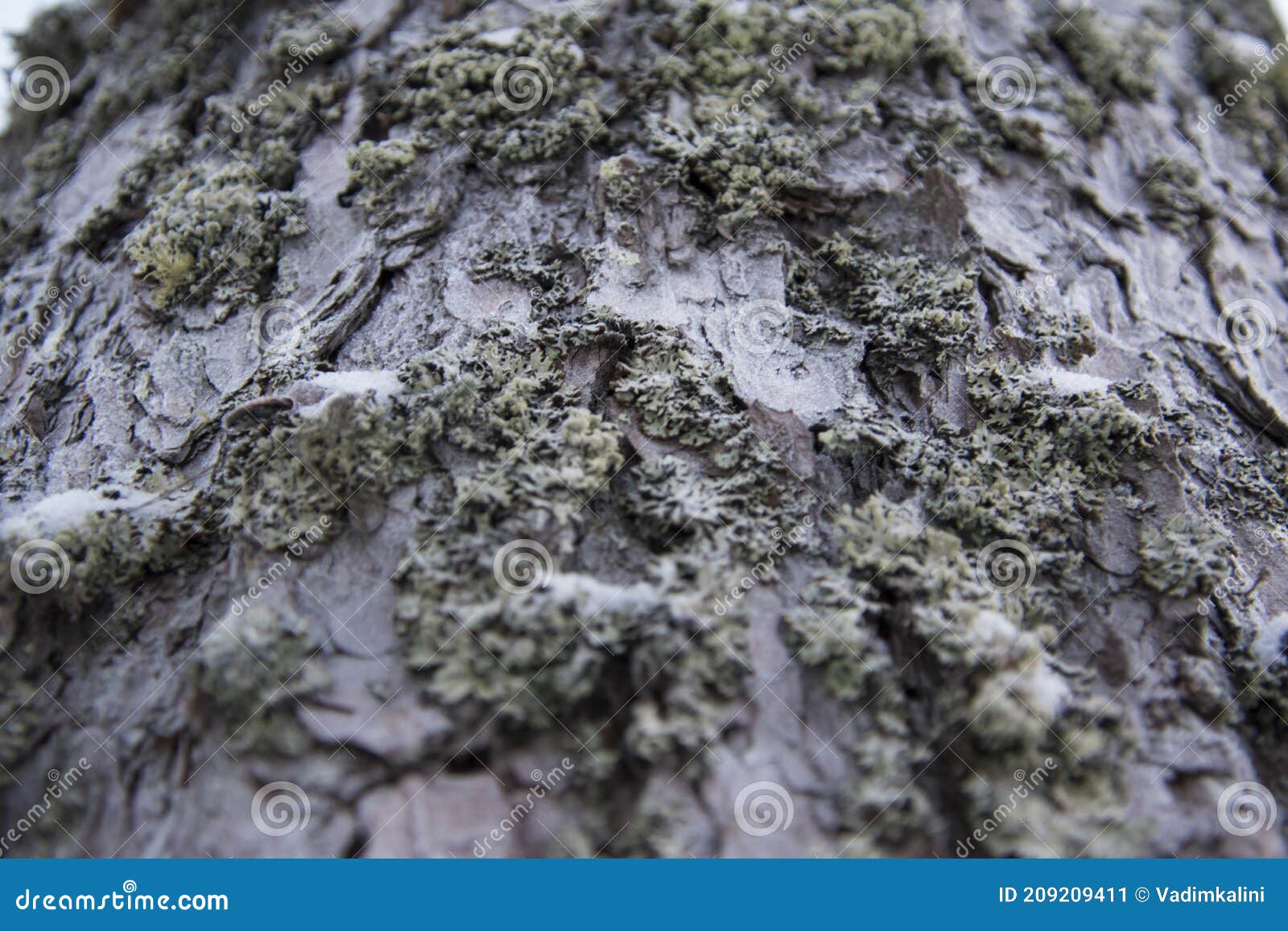 Frosted tree bark. stock image. Image of closeup, detail - 209209411