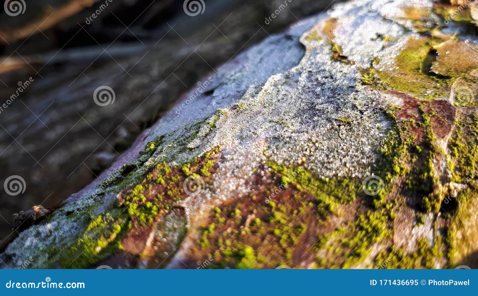 Frosted Tree Bark. Pine Bark Stock Image - Image of close, frost: 171436695