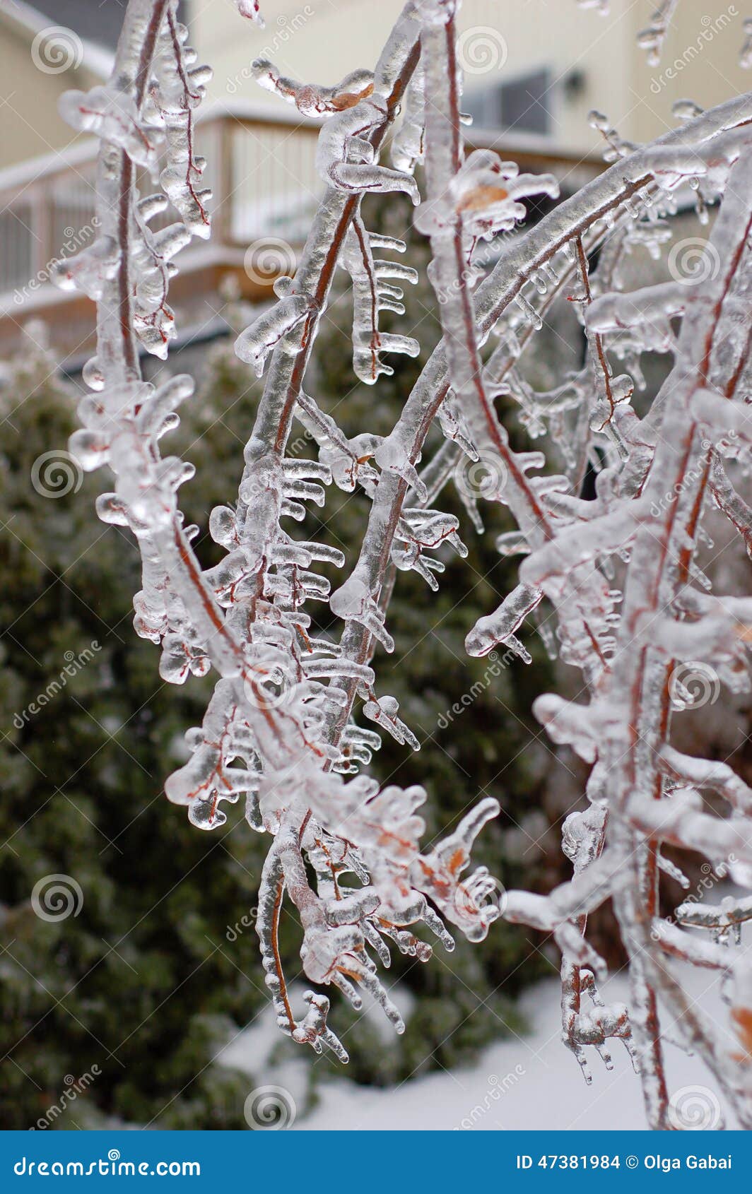 Frosted tree branch stock photo. Image of winter, icing - 47381984
