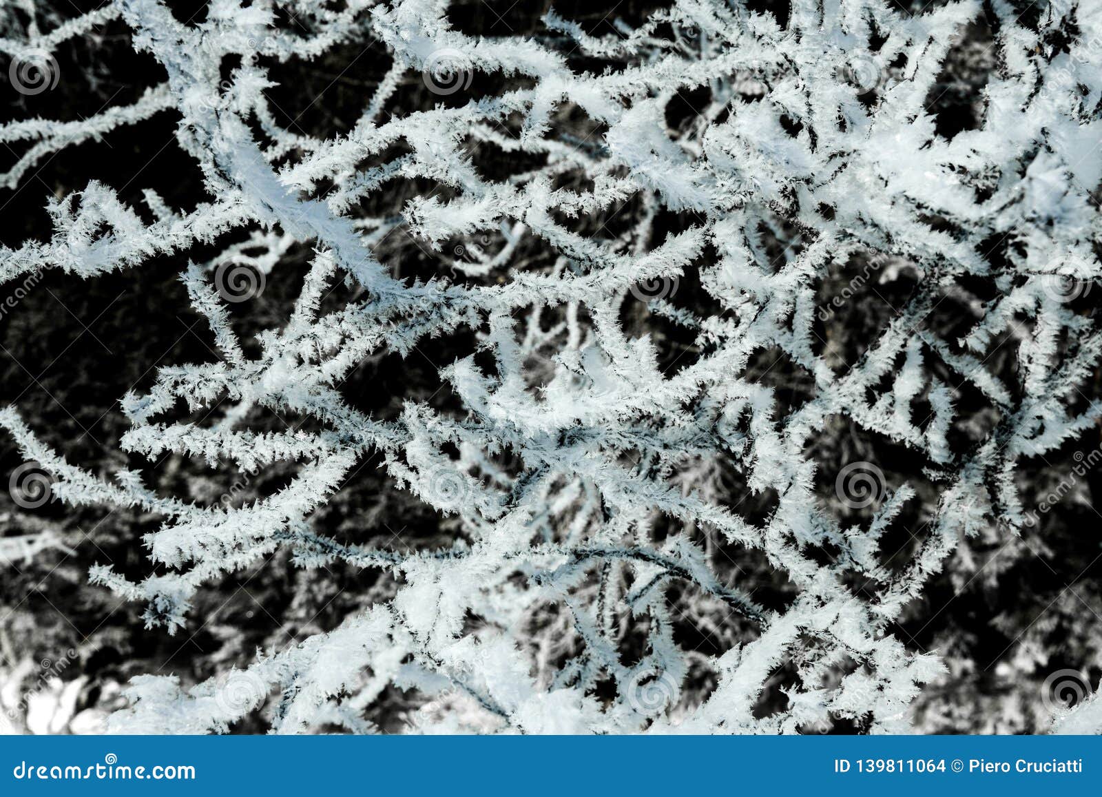 Frosted tree branches. stock photo. Image of peak, background - 139811064