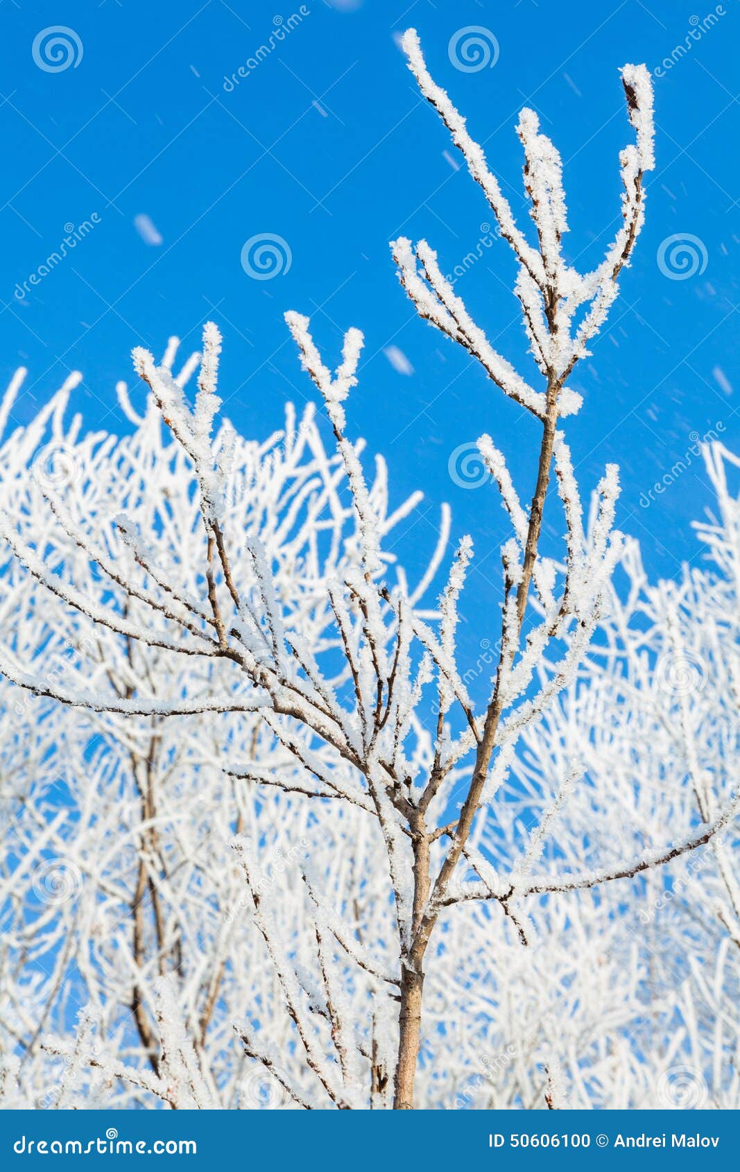 Frosted Tree and Falling Snow Stock Photo - Image of tranquil ...